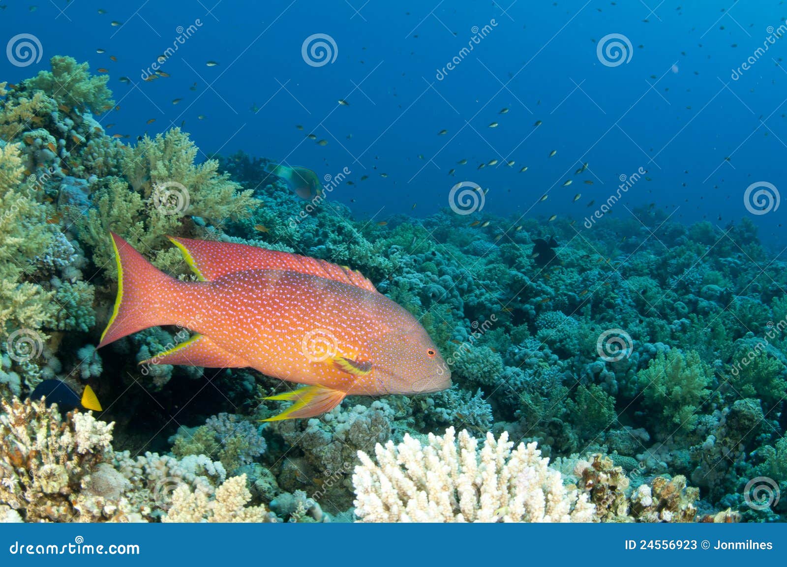 Pesci Di Merluzzo Della Roccia Del Mar Rosso Immagine Stock - Immagine ...