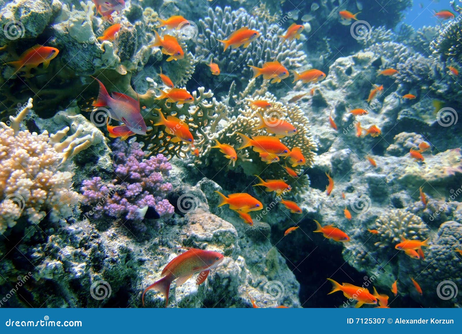 Pesci dorati del Mar Rosso immagine stock. Immagine di egitto - 7125307