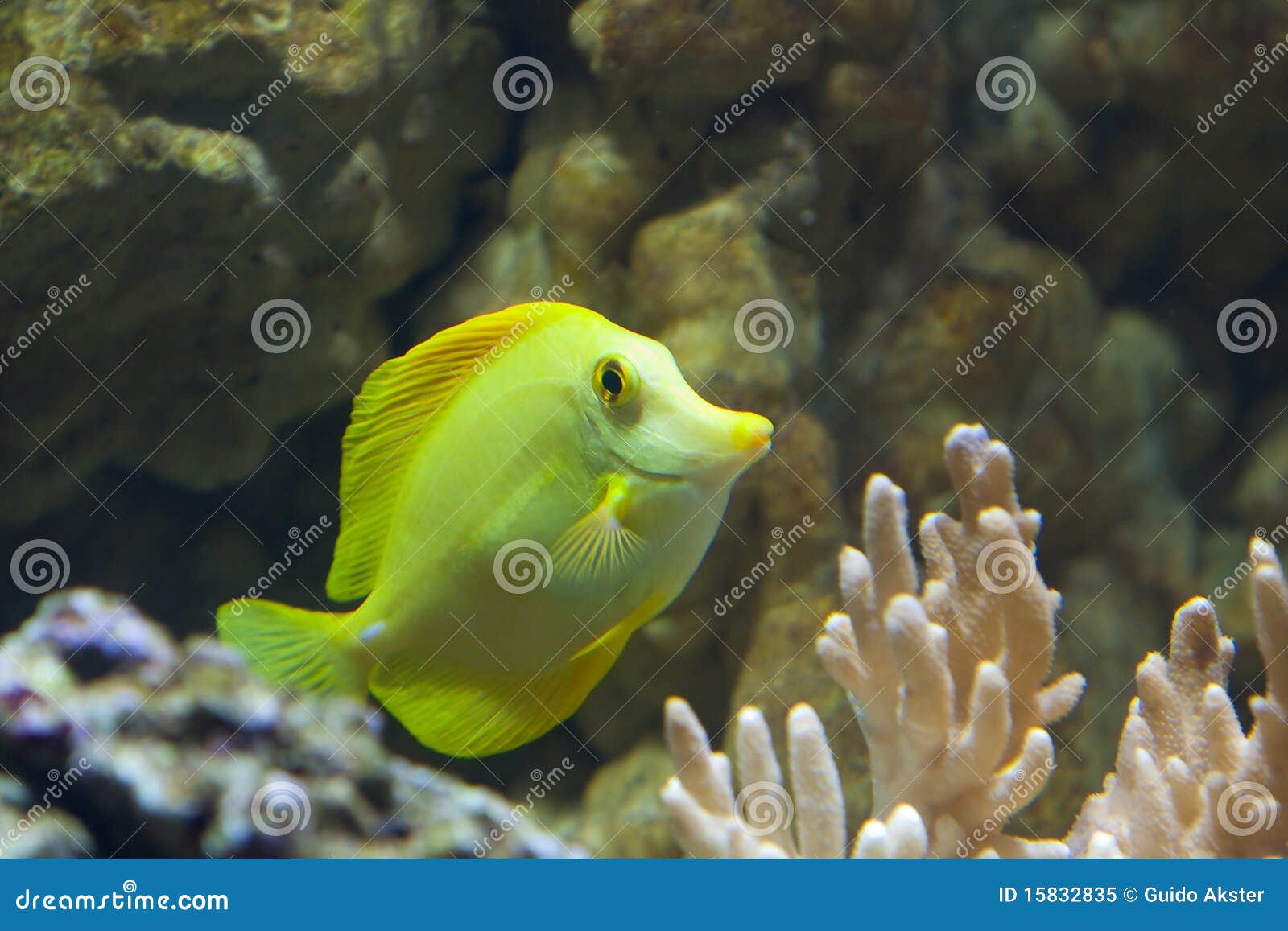 Pesci gialli immagine stock. Immagine di yellow, pericolo - 15832835