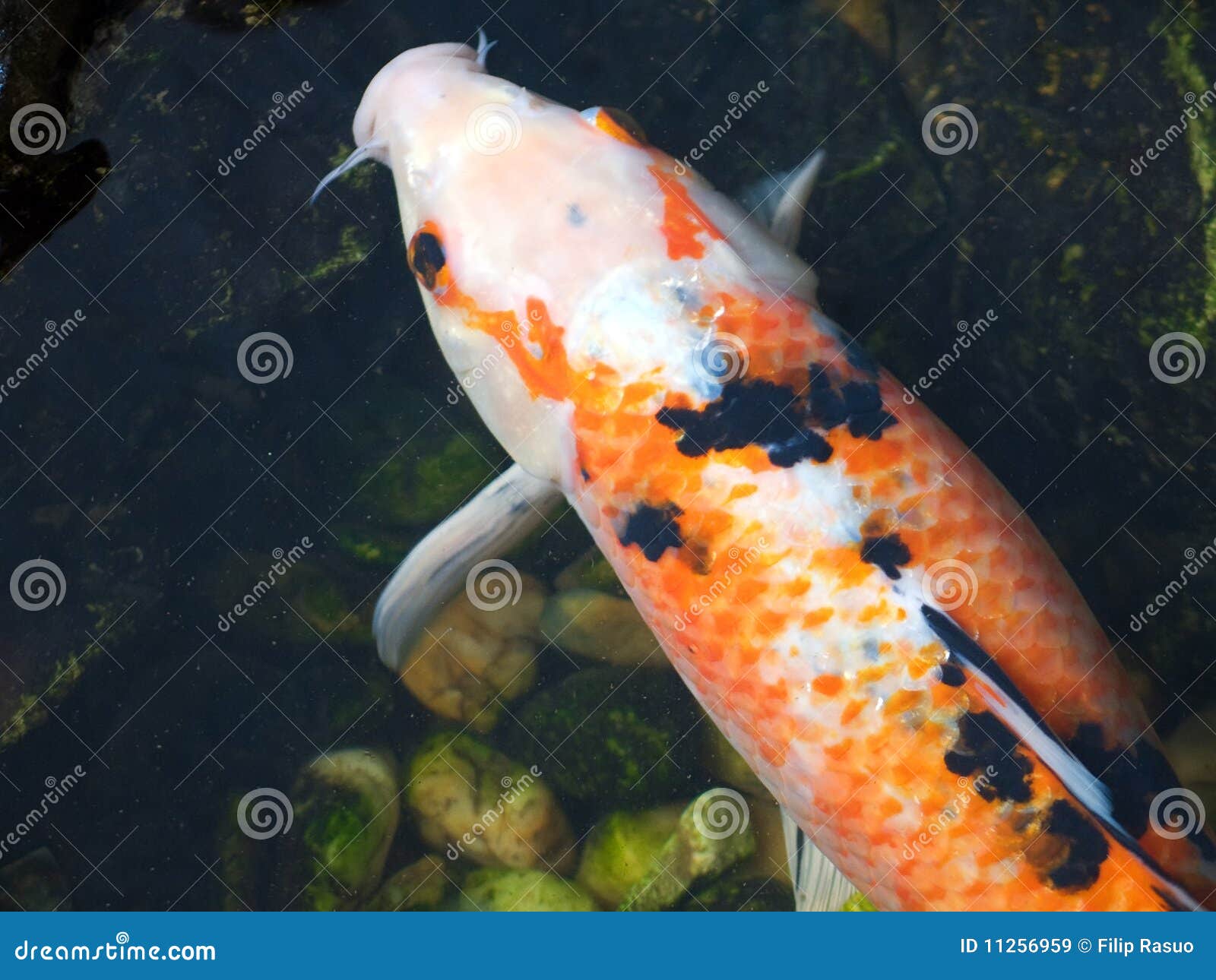 Pesci Giapponesi Della Carpa Di Koi Immagine Stock - Immagine di ...