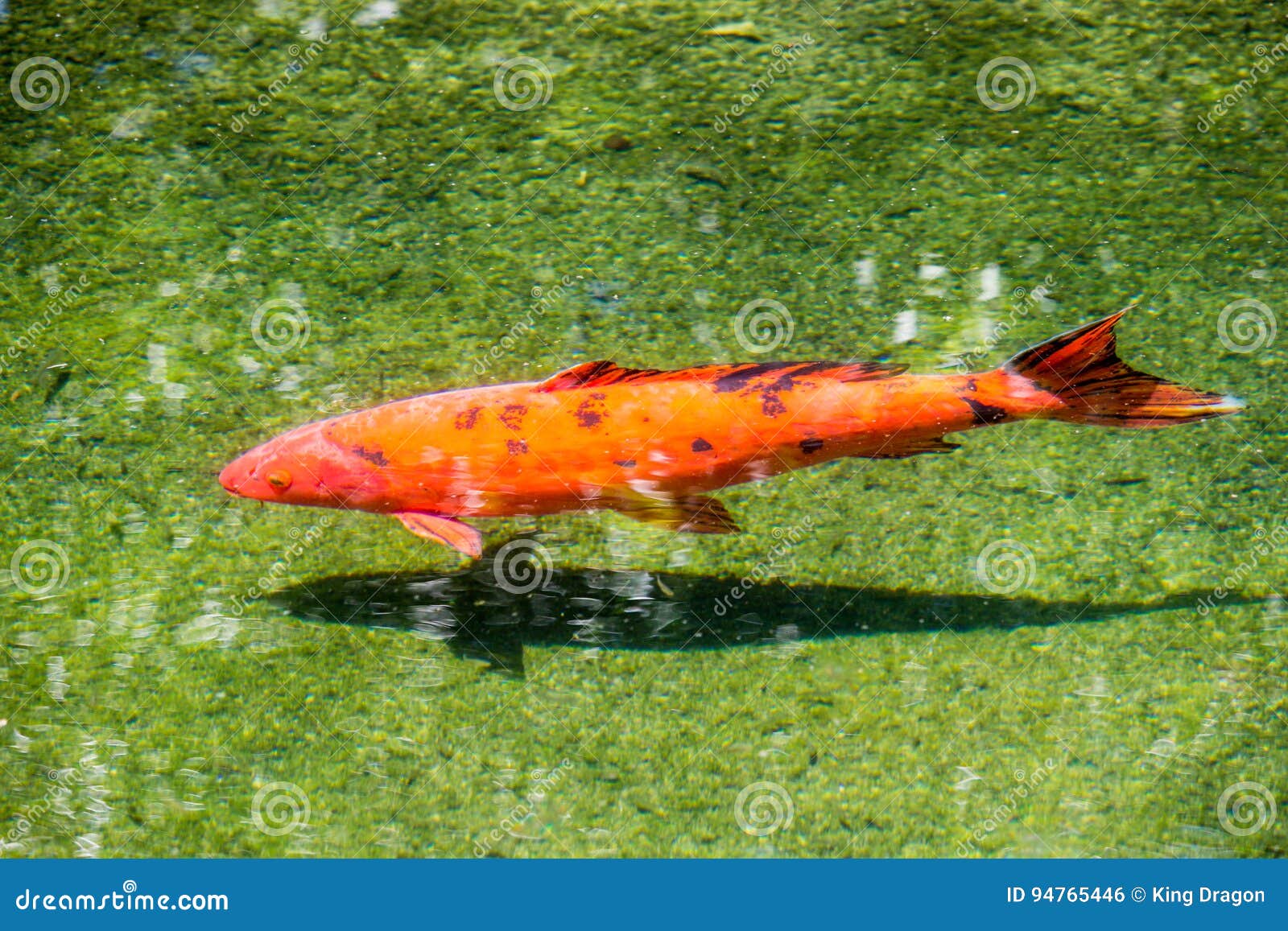 Pesci giapponesi di Koi fotografia stock. Immagine di colorato - 94765446