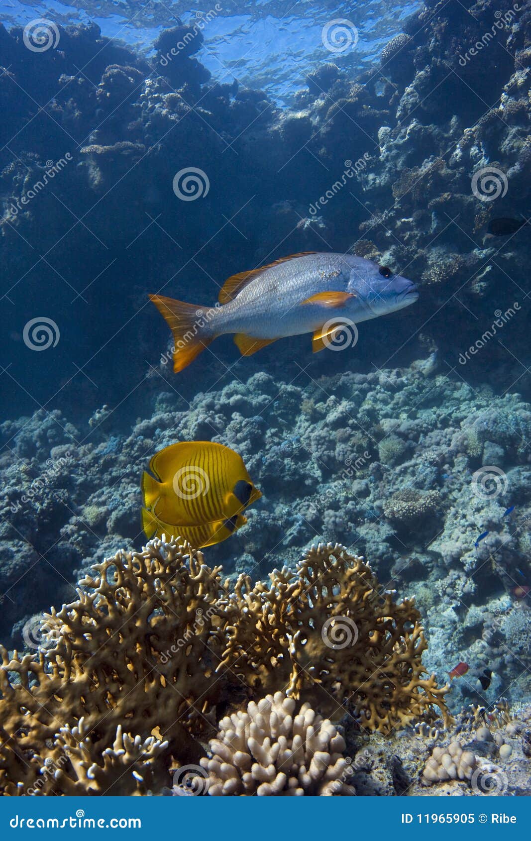 Pesci nel Mar Rosso immagine stock. Immagine di pesci - 11965905