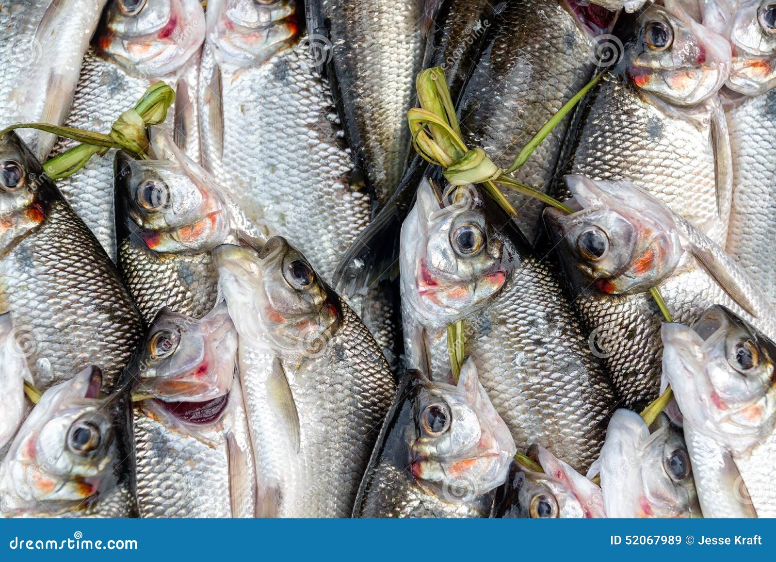 Pesci pescati freschi immagine stock. Immagine di alimento - 52067989