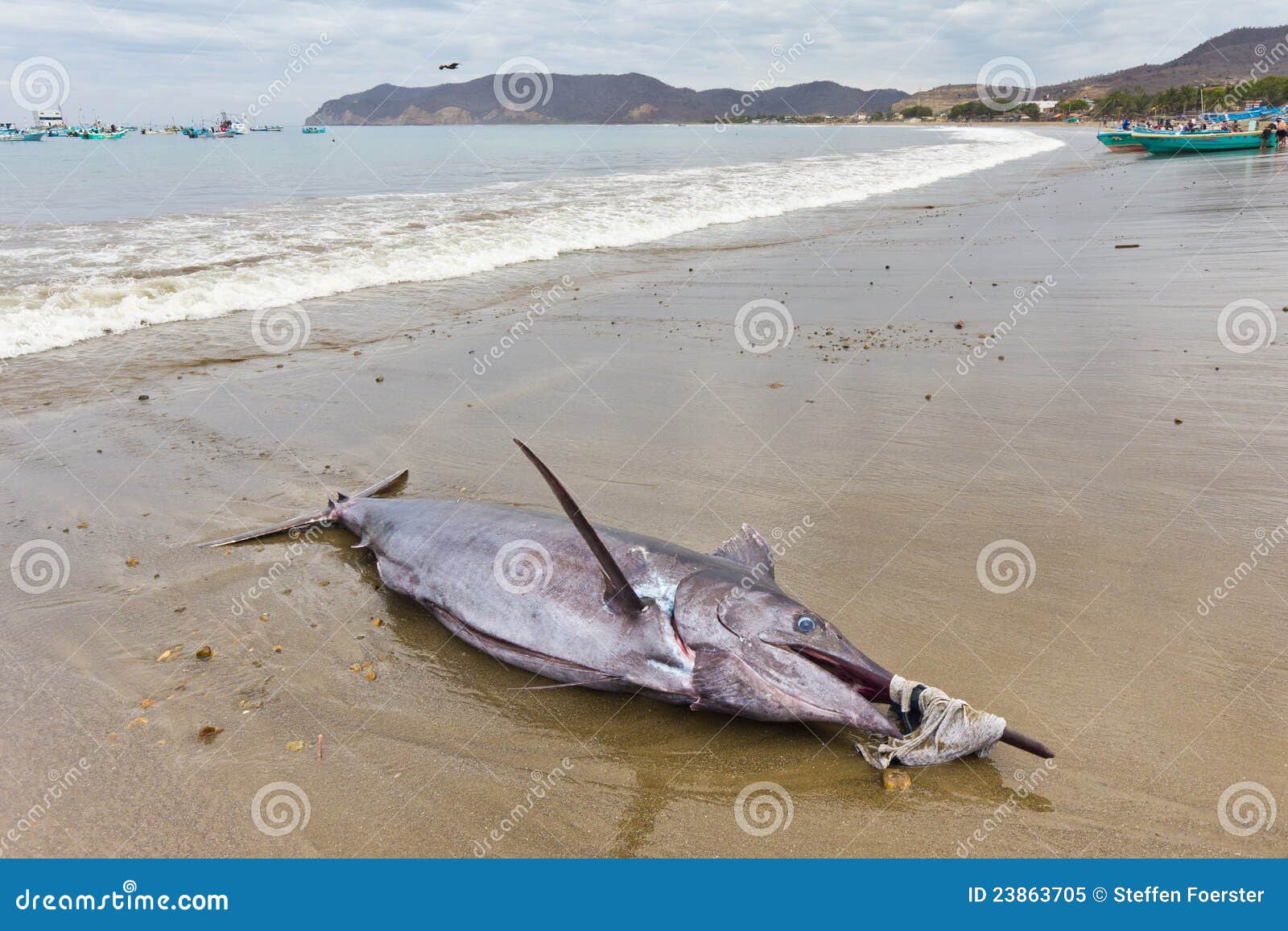 Pesci Spada Sulla Spiaggia, Ecuador Immagine Stock - Immagine di cucina ...
