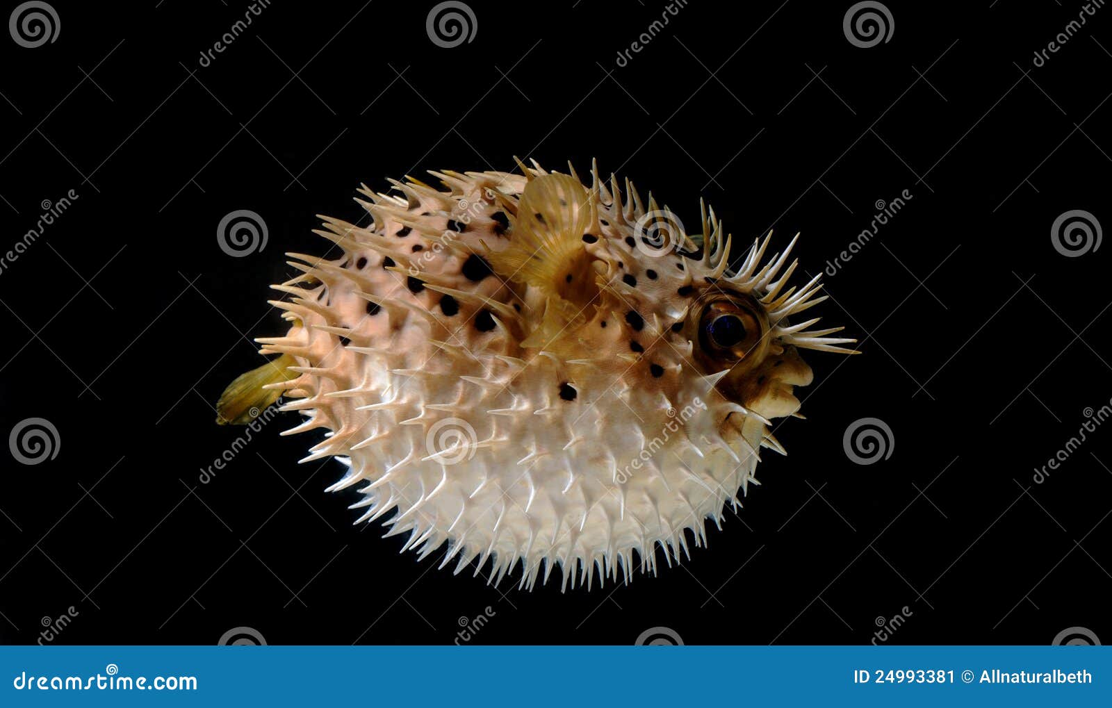 Pesci in Su Soffiati Del Pesce Palla Immagine Stock - Immagine di ...