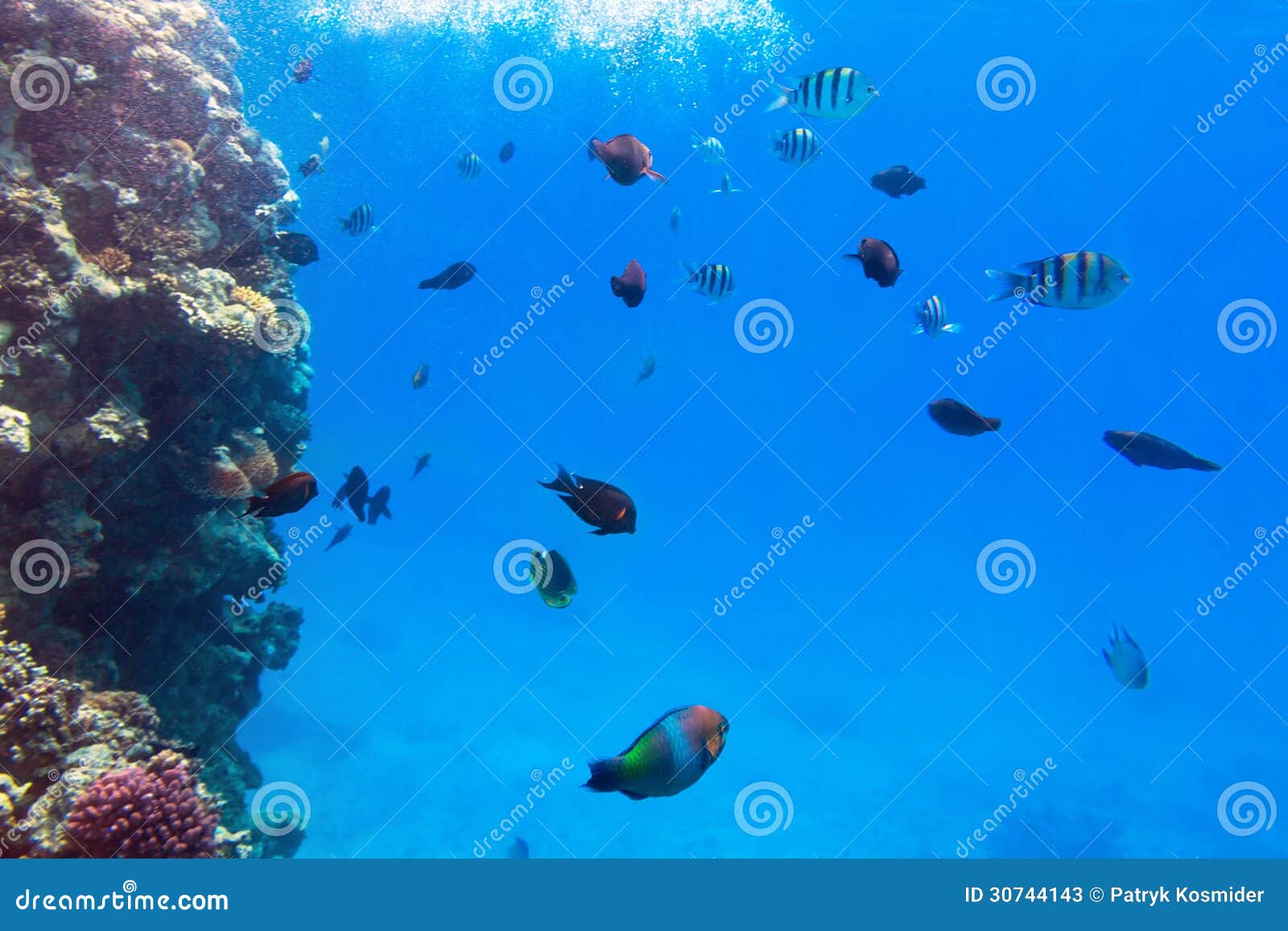 Pesci Tropicali Del Mar Rosso Immagine Stock - Immagine di nave ...