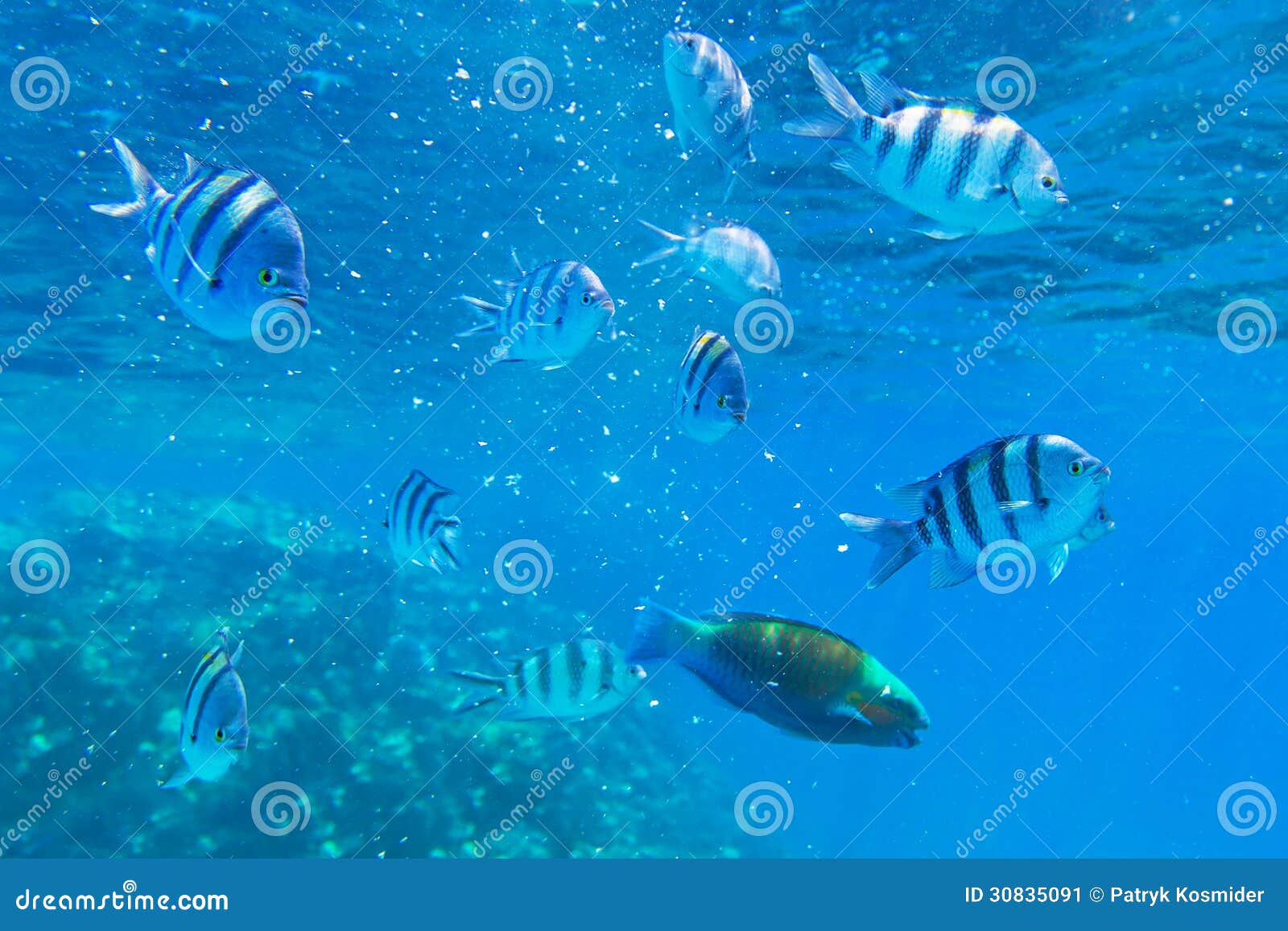 Pesci Tropicali Del Mar Rosso Immagine Stock - Immagine di oceano ...