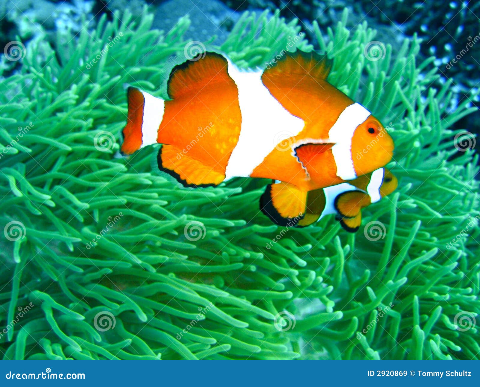 Pesci Tropicali Del Pagliaccio Immagine Stock - Immagine di verde ...