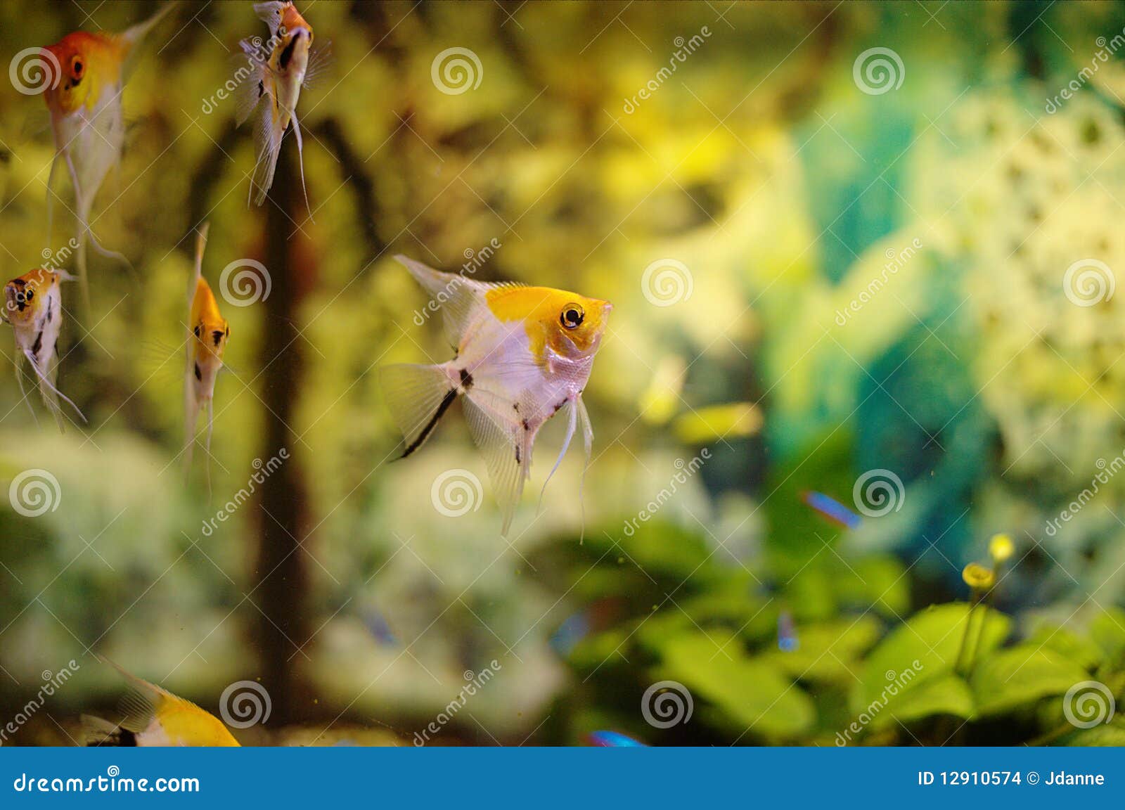 Pesci tropicali pacifici fotografia stock. Immagine di animale - 12910574