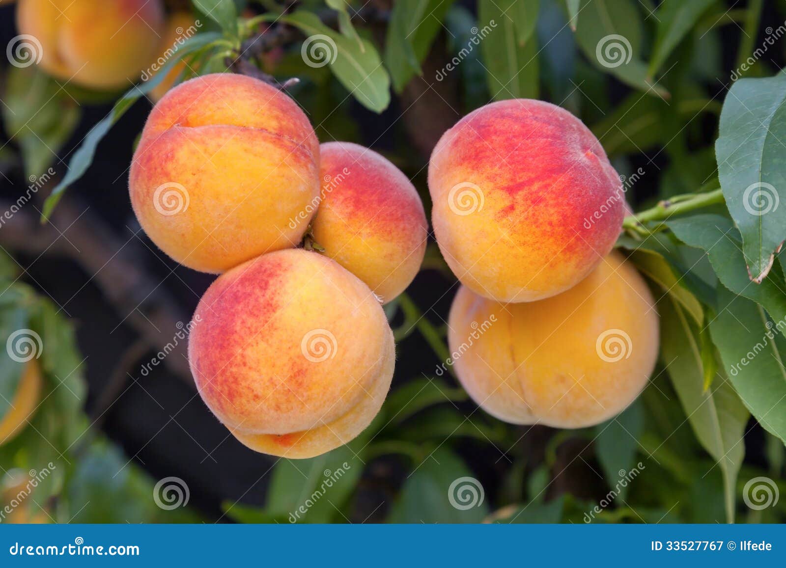Pesco immagine stock. Immagine di nave, nettarina, alimento - 33527767