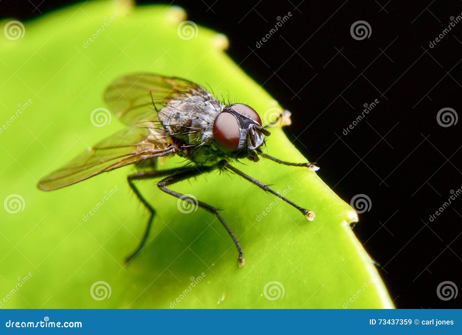 Pesky Fly stock image. Image of insect, food, fresh, health - 73437359