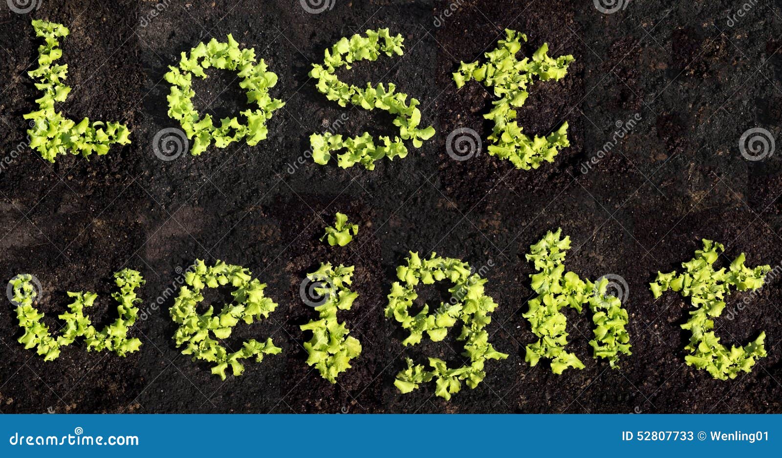 Peso perdido com alface ilustração stock. Ilustração de reduza - 52807733