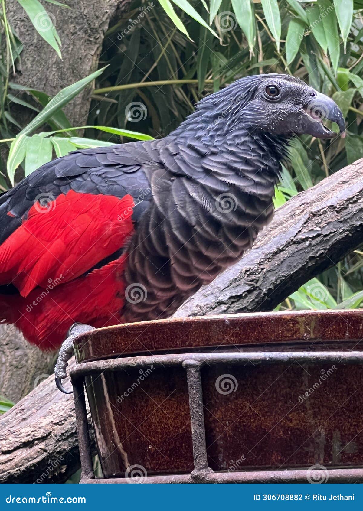 Pesquet Parrot in the Wild stock photo. Image of close - 306708882