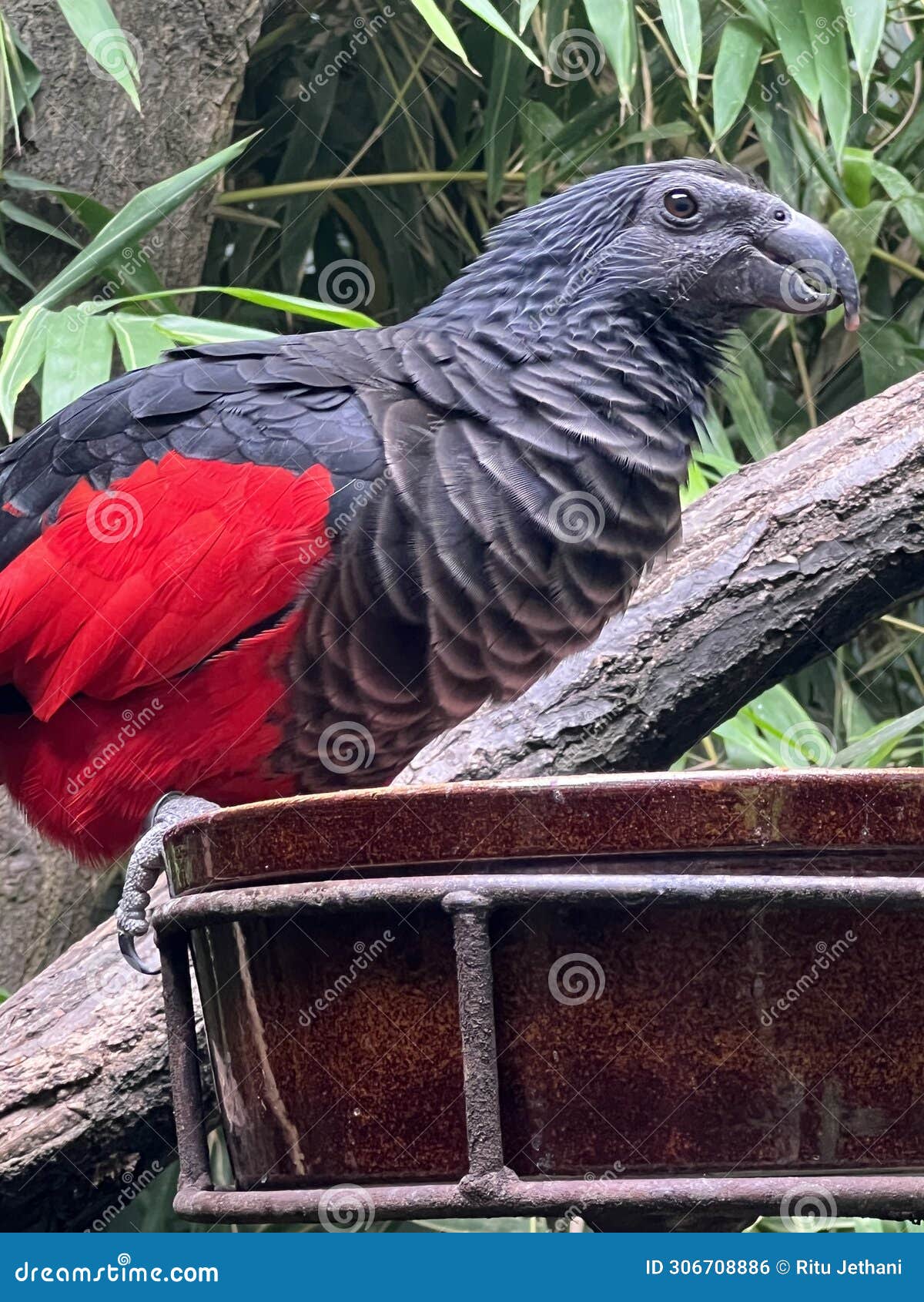 PesquetÂ´s Parrot, Psittrichas Fulgidus, Rare Bird From New Guinea ...