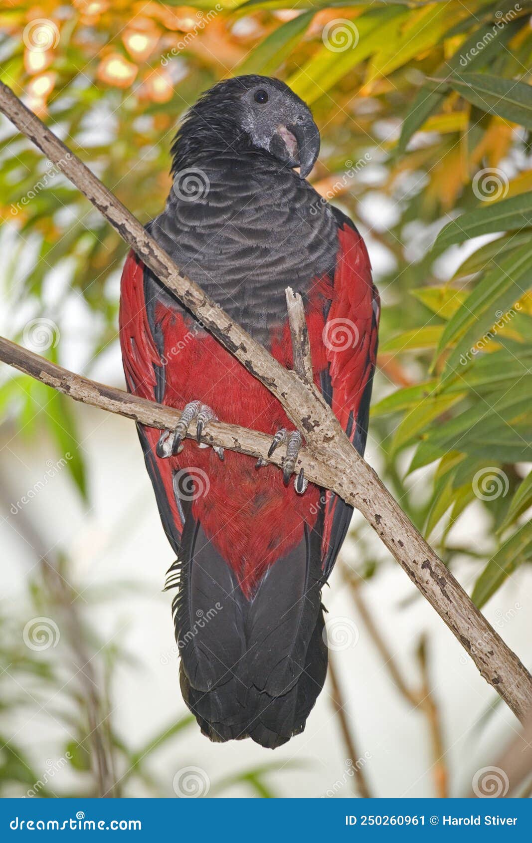 Pesquet`s Parrot, Psittrichas Fulgidus, Perched Stock Image - Image of ...