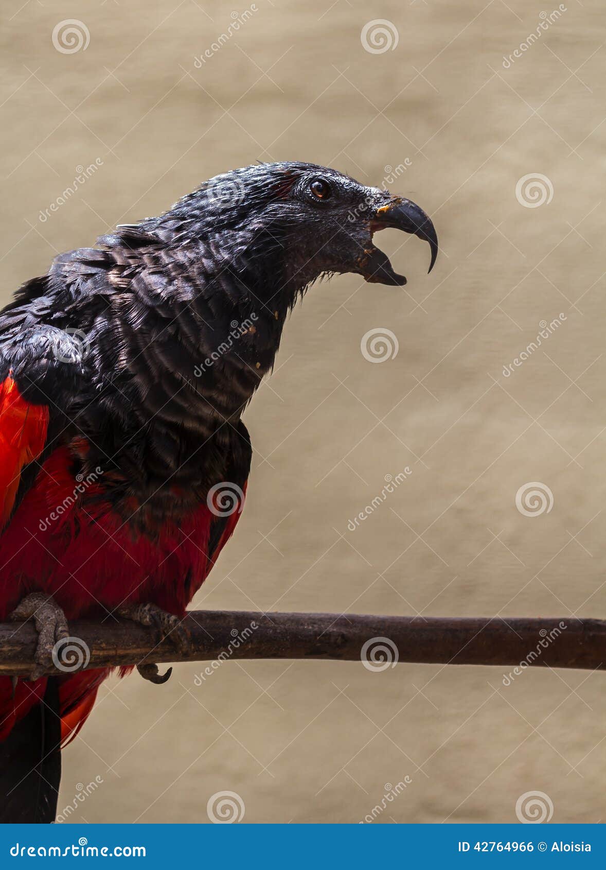 Pesquet s parrot stock photo. Image of guinea, parrot - 42764966