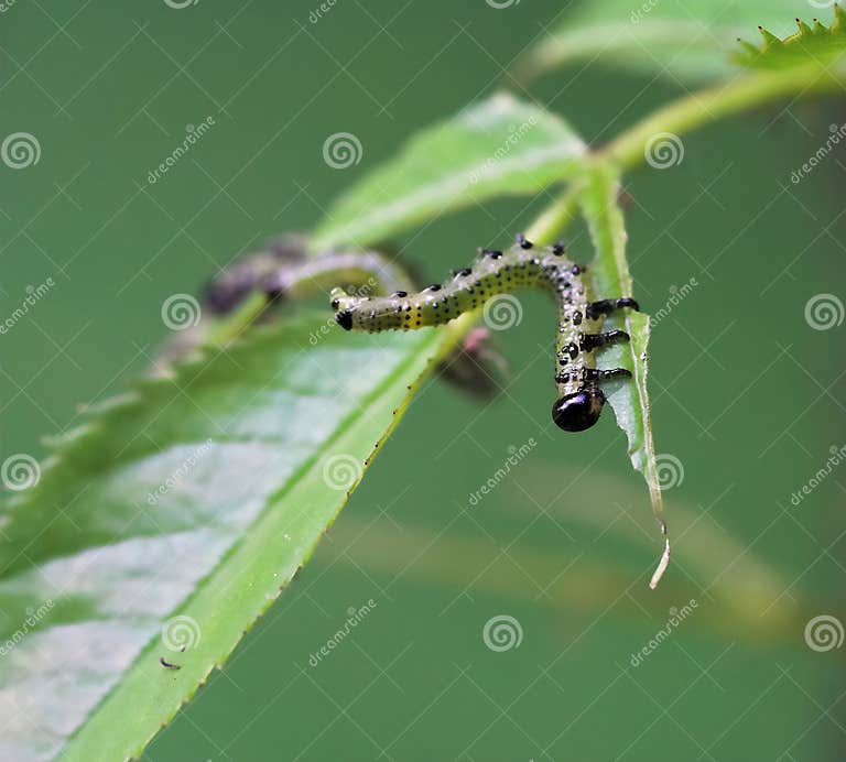 Pest stock image. Image of macro, symbol, nature, caterpillar - 2096135
