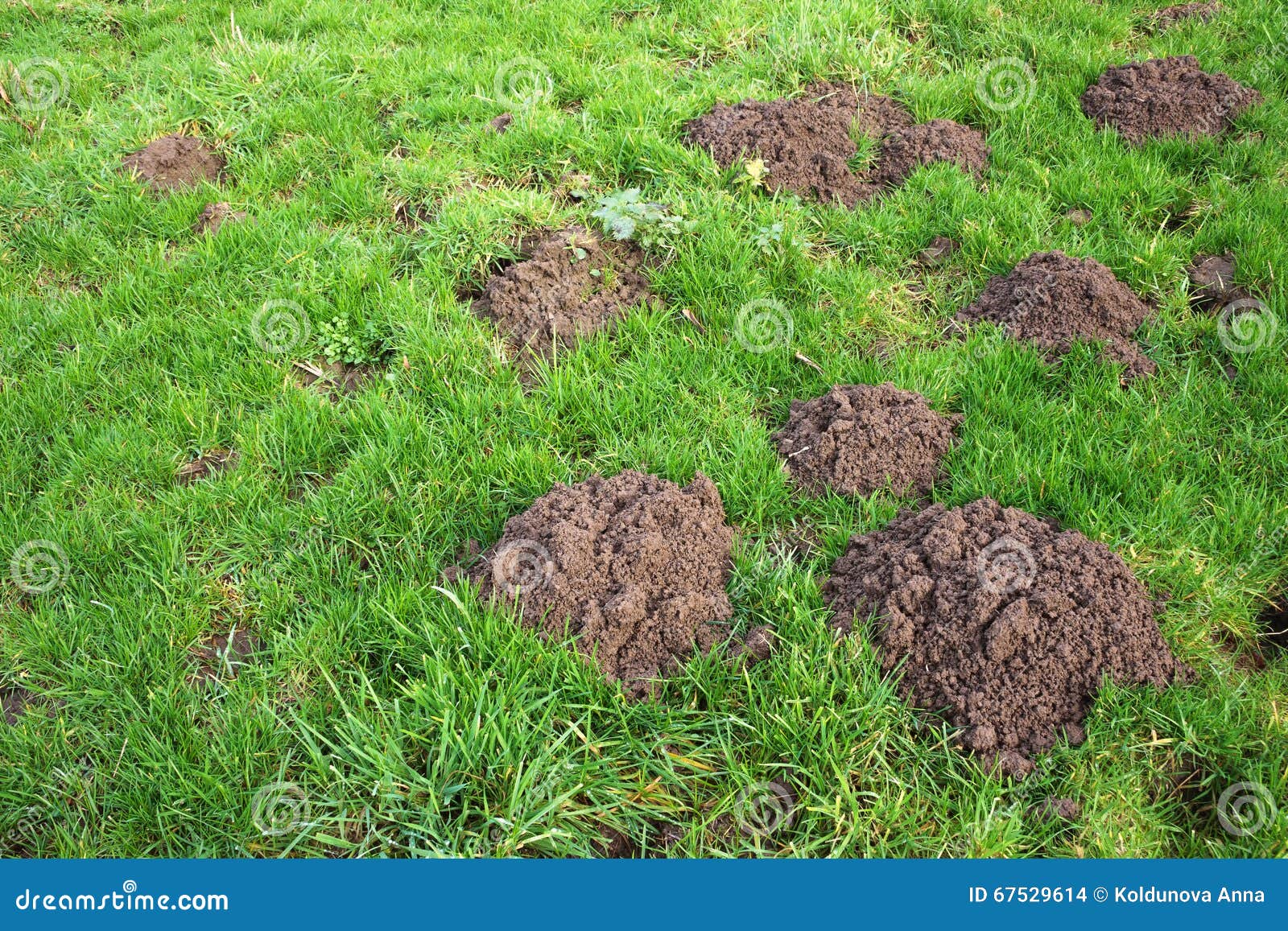 Pest in Agricultural Fields Stock Photo - Image of spring, germany ...