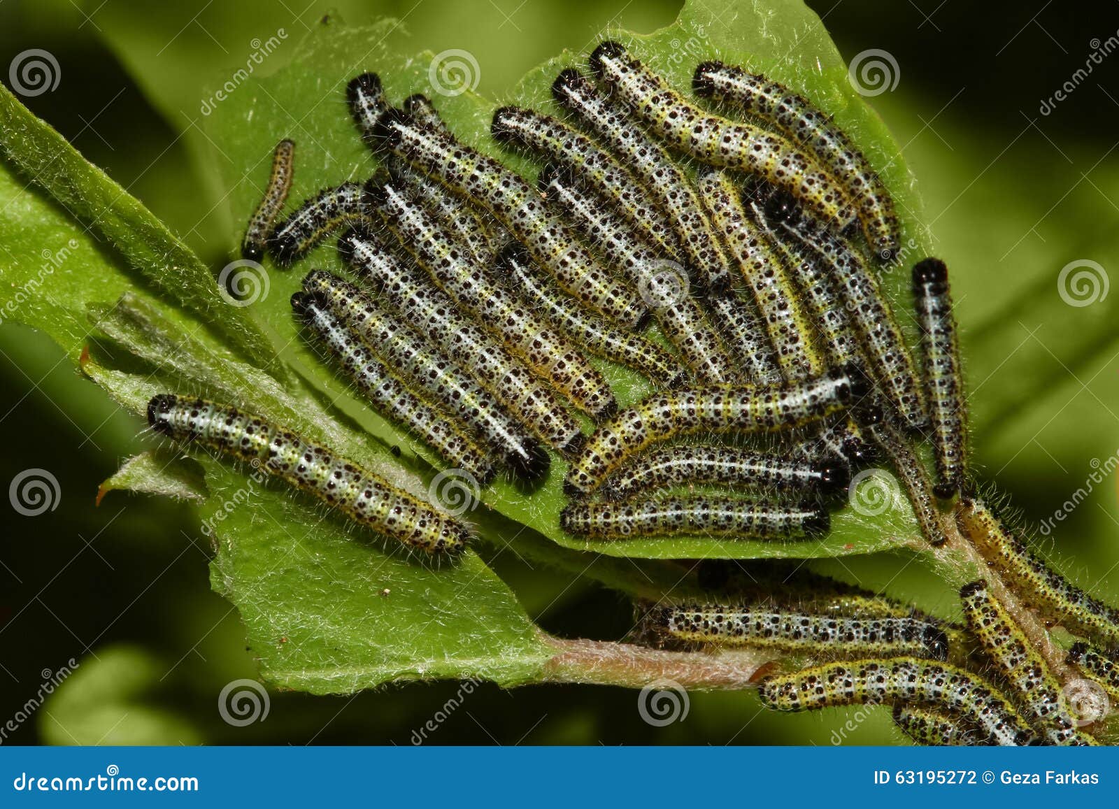 Pest attacking plant stock photo. Image of pest, scary - 63195272