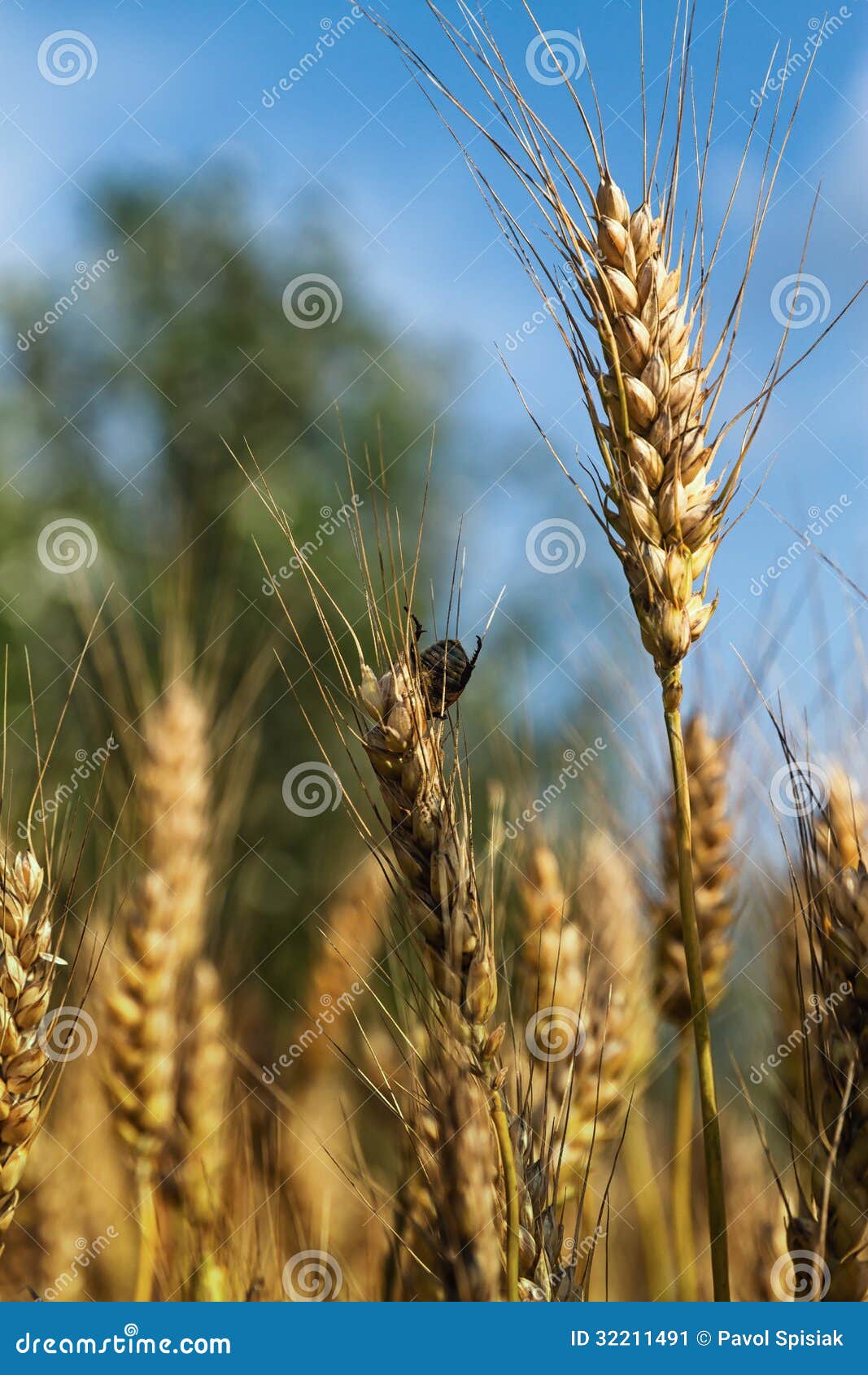 Pest in barley field stock image. Image of background - 32211491