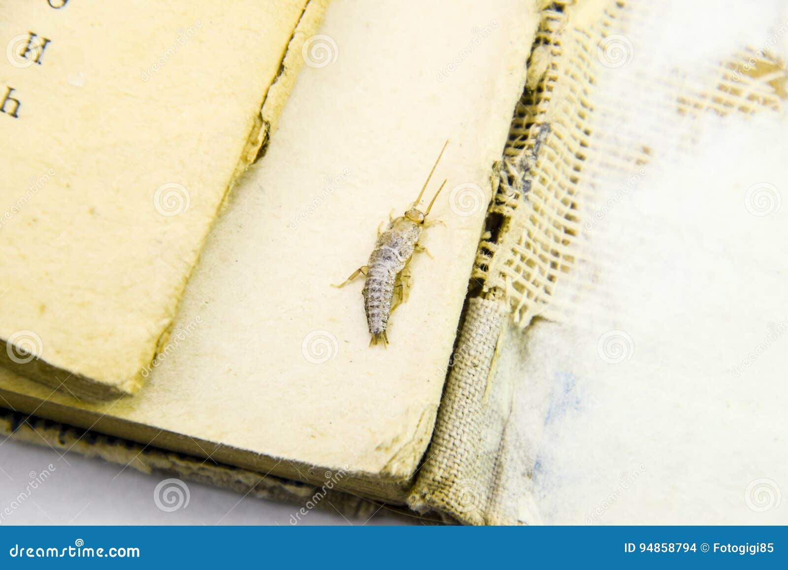 Pest Books and Newspapers. Insect Feeding on Paper - Silverfish Stock ...