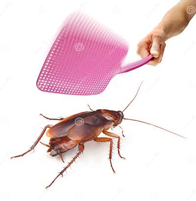 Pest Cockroach Fly Swatter stock image. Image of white - 18729643