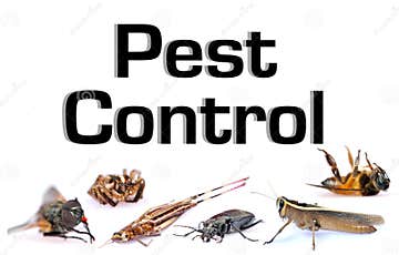 Pest control stock image. Image of isolated, pest, insecticide - 19445425