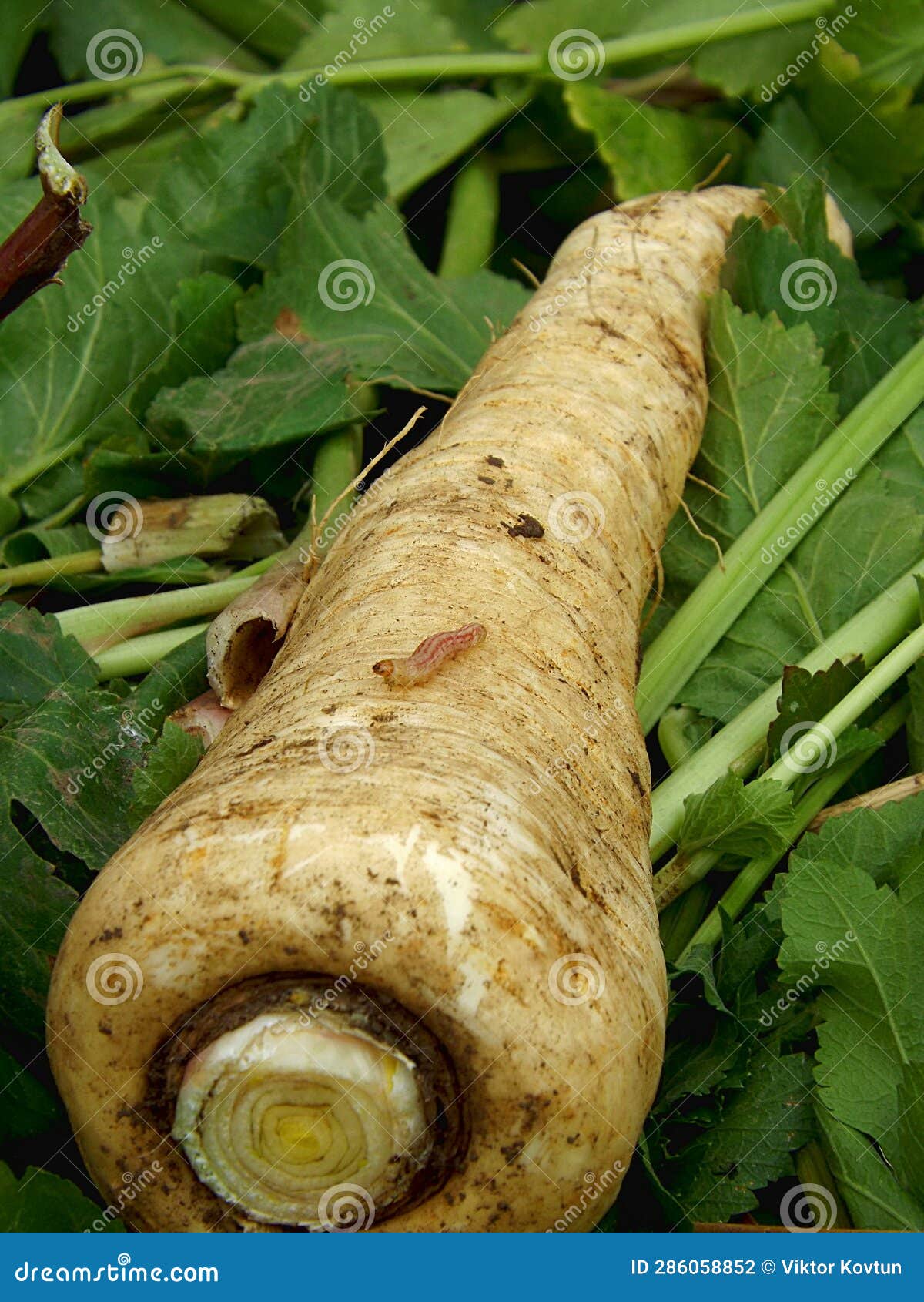 The Pest of Cruciferous Root Crops is the Cabbage Worm Stock Photo ...