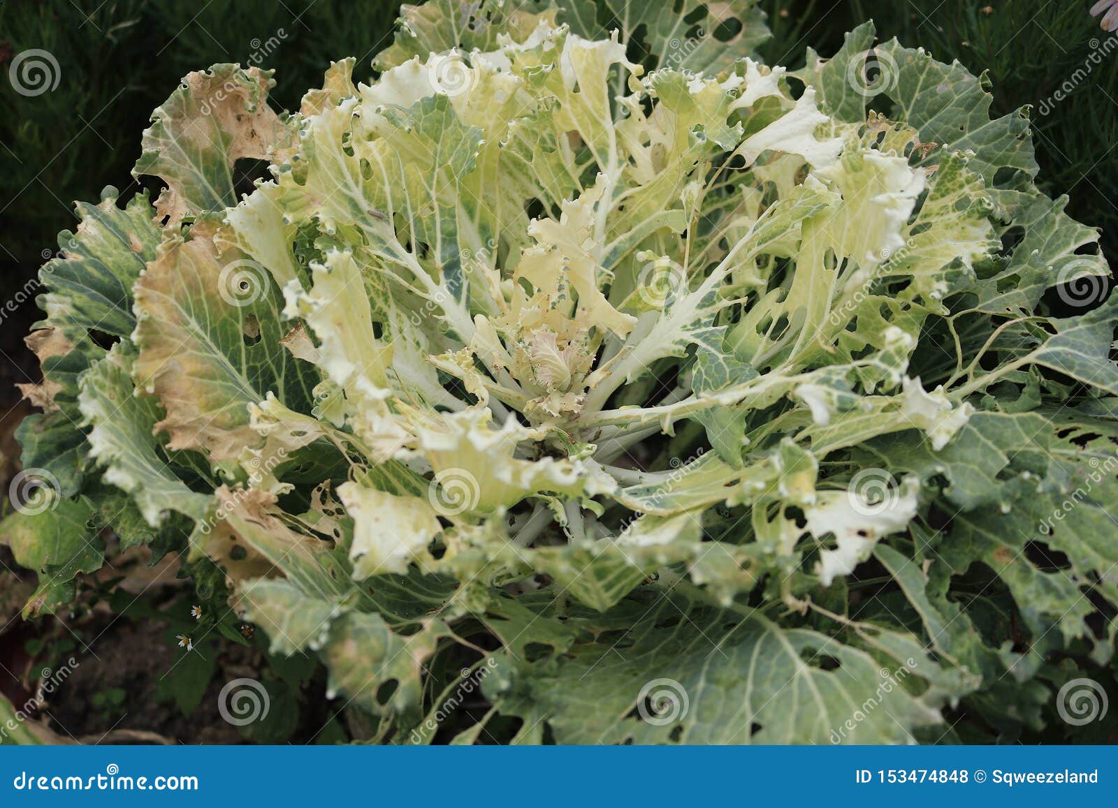 Pest Damage on Cabbage stock photo. Image of agriculture - 153474848