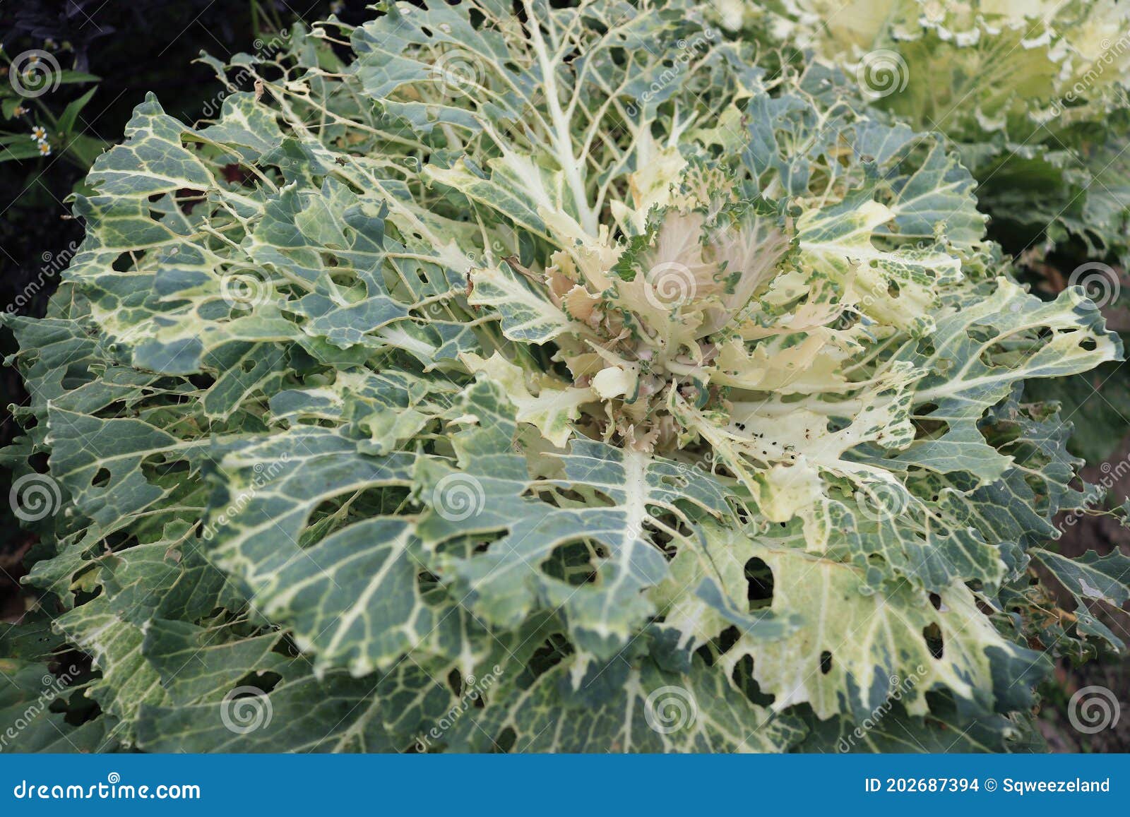 Pest Damage on Cabbage stock photo. Image of background - 202687394