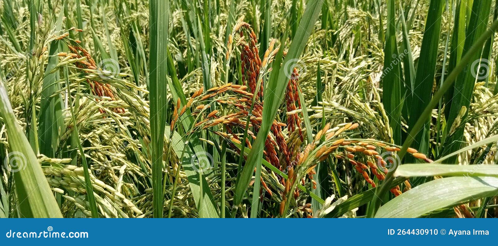 Pest and Disease Attacks are One of the Causes of Crop Failure Stock ...