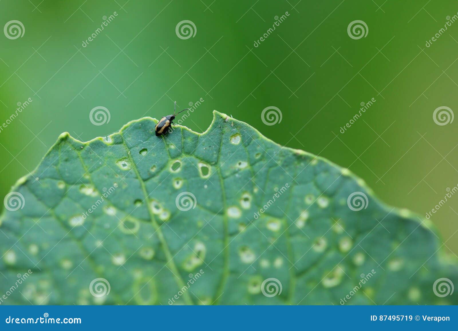 2,190 Very Small Insect Macro Stock Photos - Free & Royalty-Free Stock ...