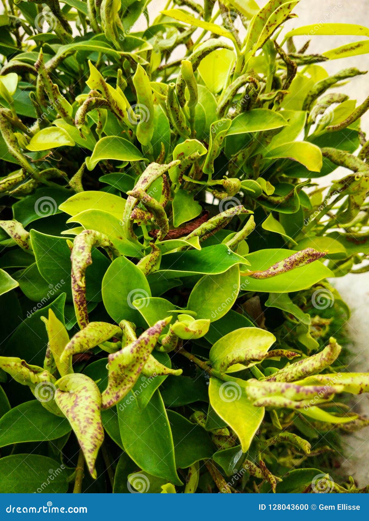 Pest invasion on my plant stock photo. Image of pests - 128043600