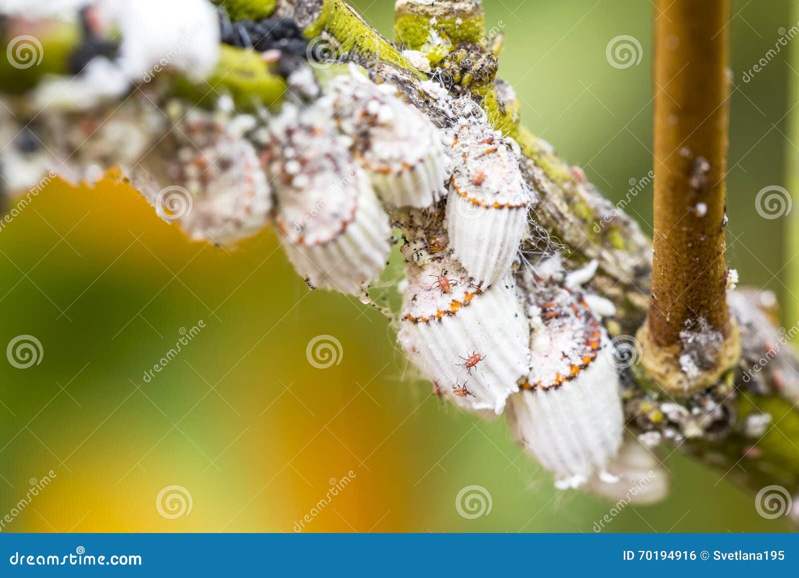 Red Tick On Diseased Walnut Leaves. Walnut Tree Disease Close Up ...