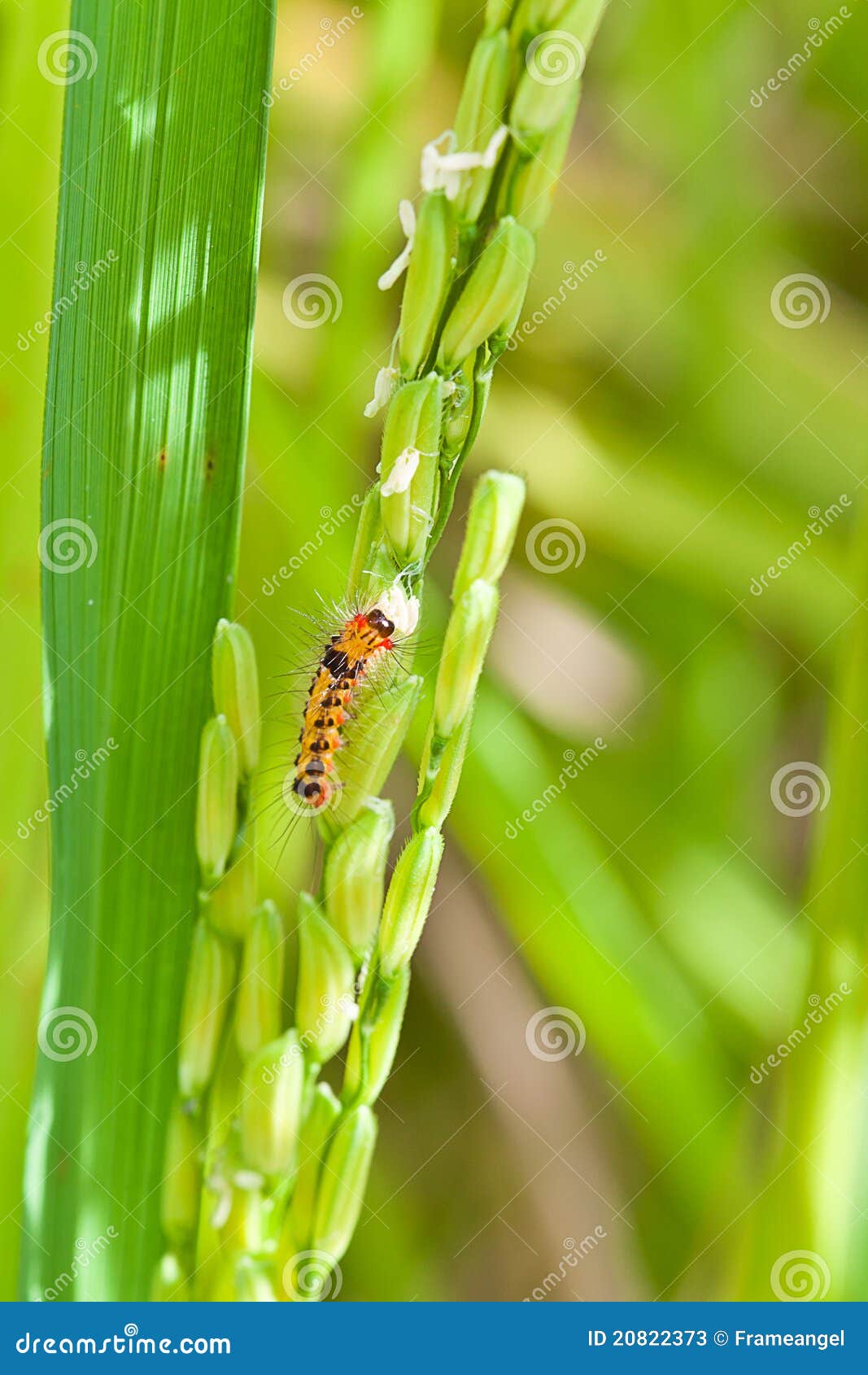 Pest, In Paddy Rice Field Stock Photos - Image: 20822373