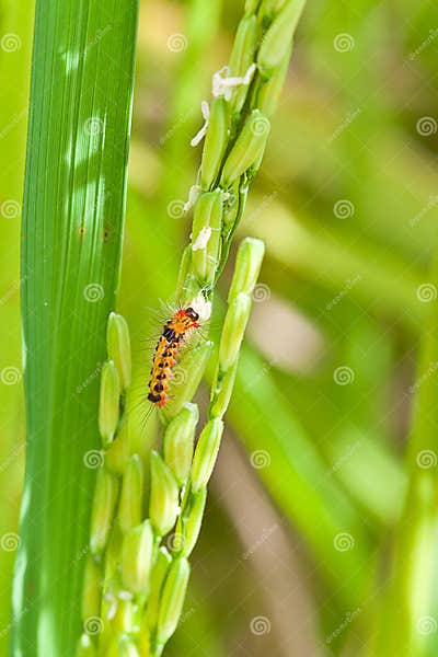 Pest, in Paddy rice field stock image. Image of harvest - 20822373