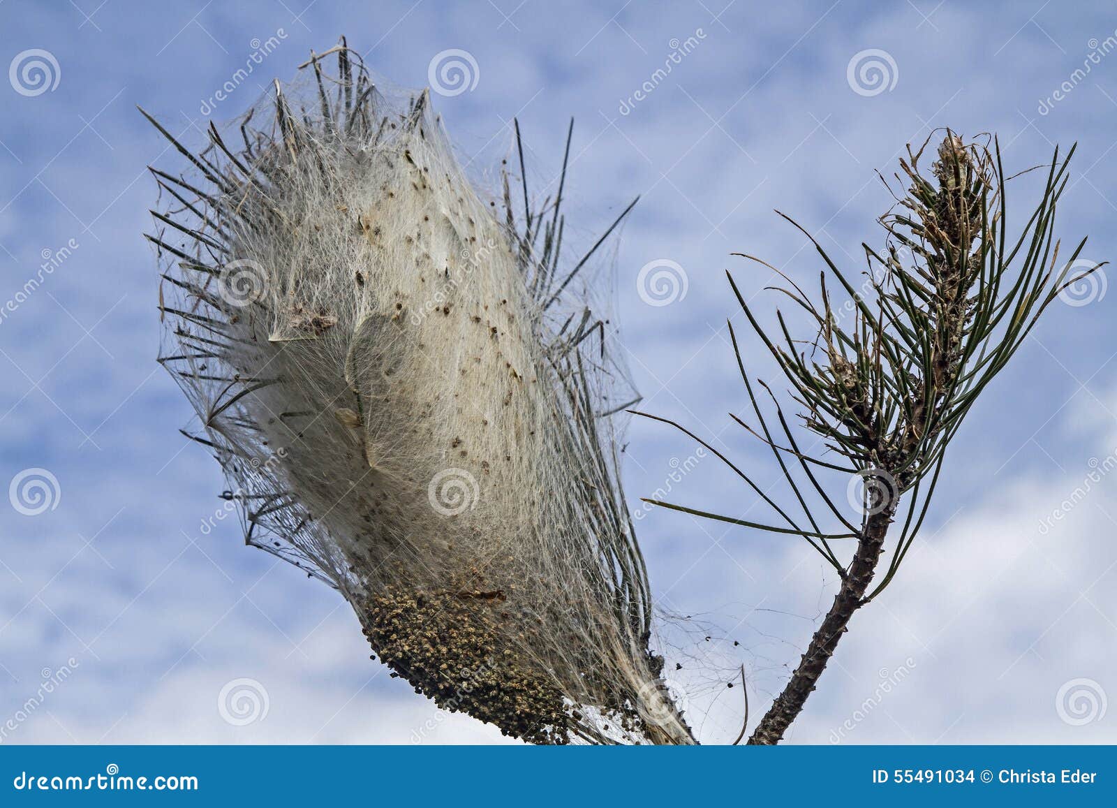 Pest on a pine tree stock photo. Image of cocoon, pest - 55491034