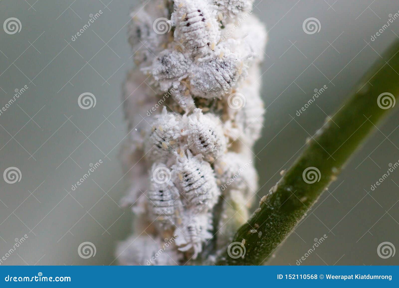 Pest - Planococcus citri stock photo. Image of plant - 152110568