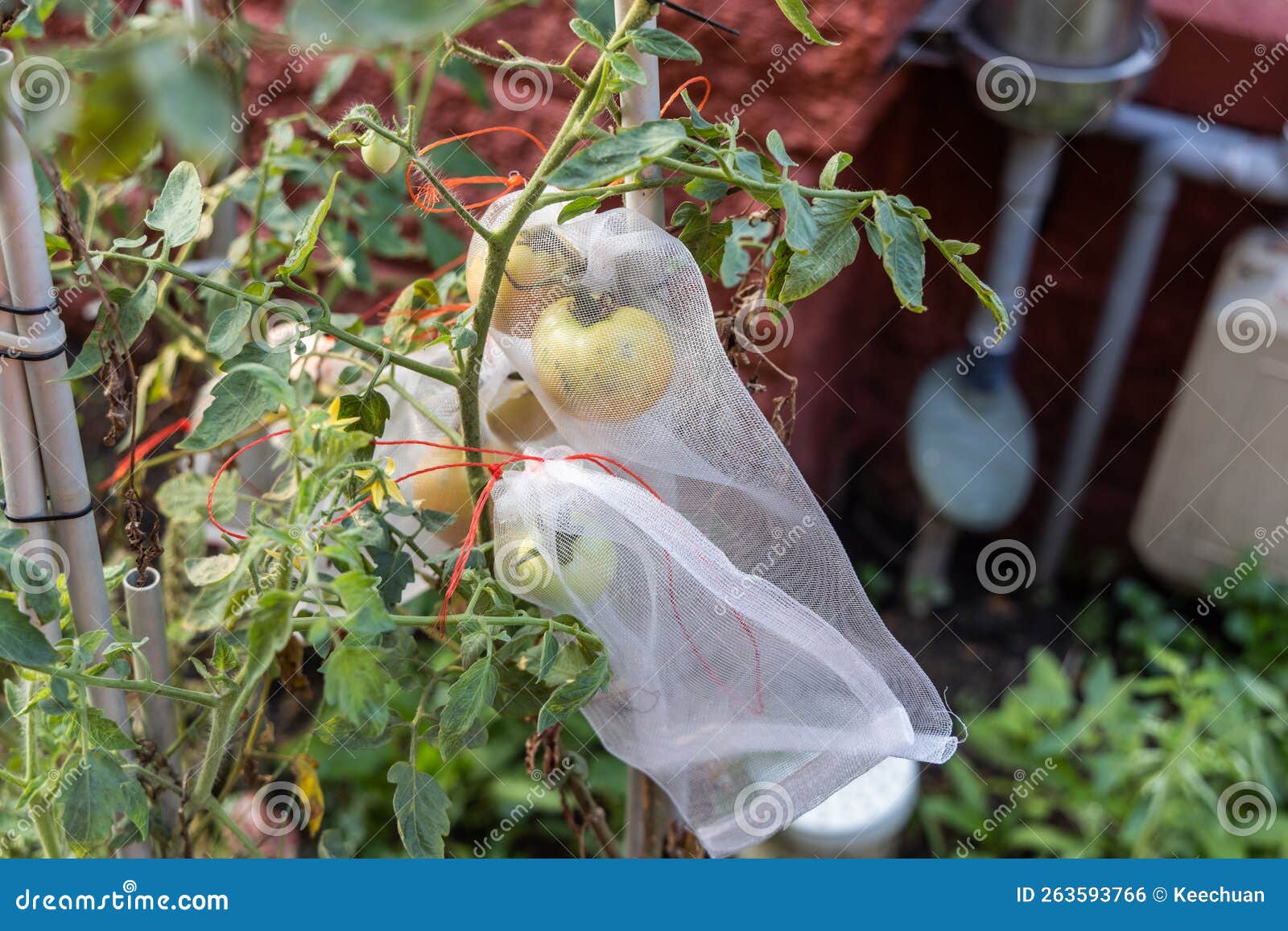 Pest Protective Net Bag Protect Pest from Harming Tomatoes Stock Photo ...