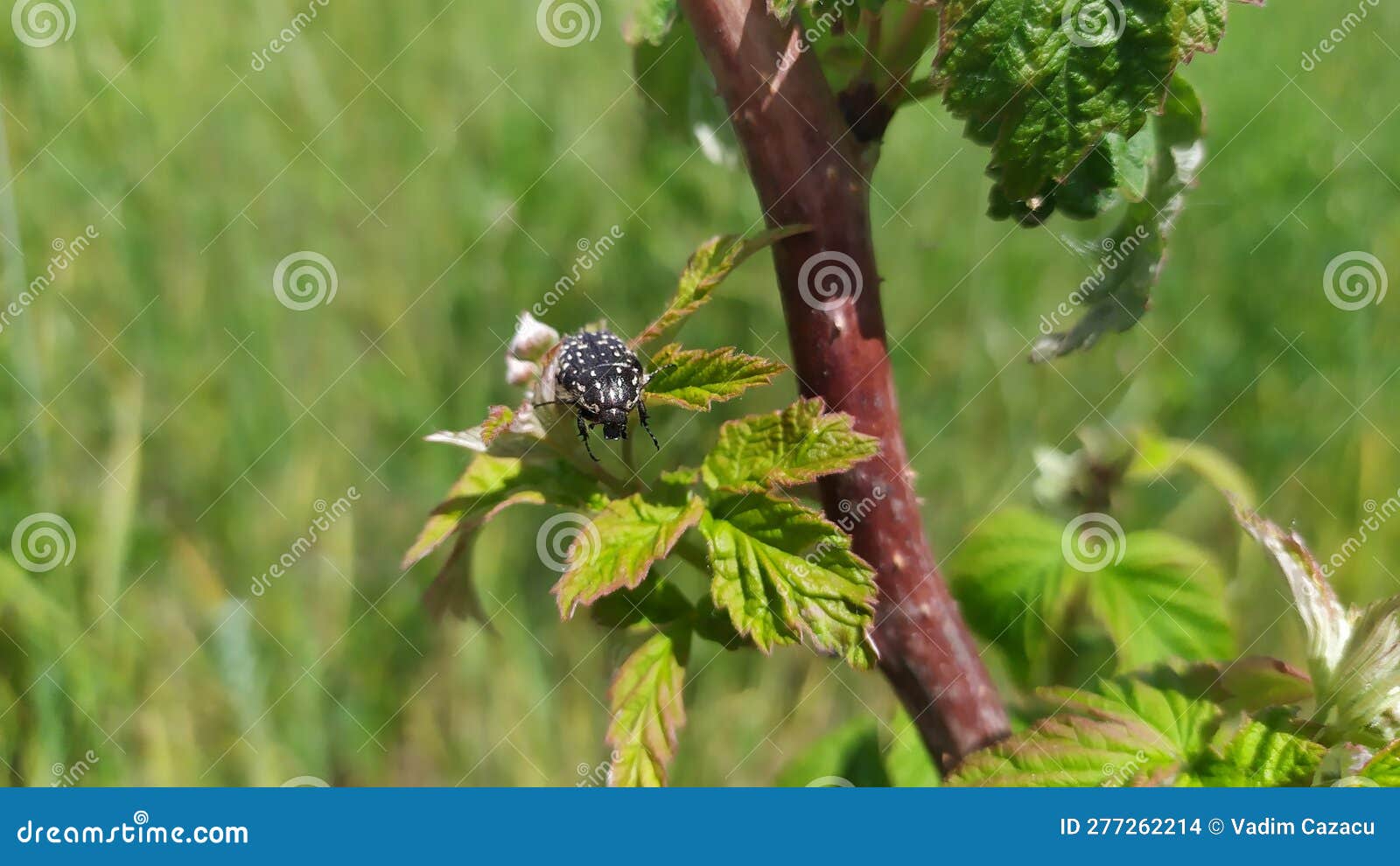 Pest on a Raspberry Bush in the Spring. Pest on Raspberries Stock Photo ...