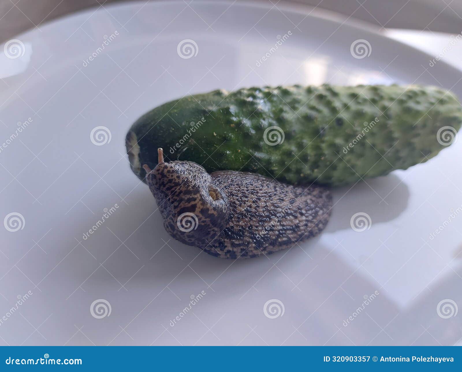 The Pest Slug Parasitizes Vegetables. a Slug Eats a Cucumber Stock ...
