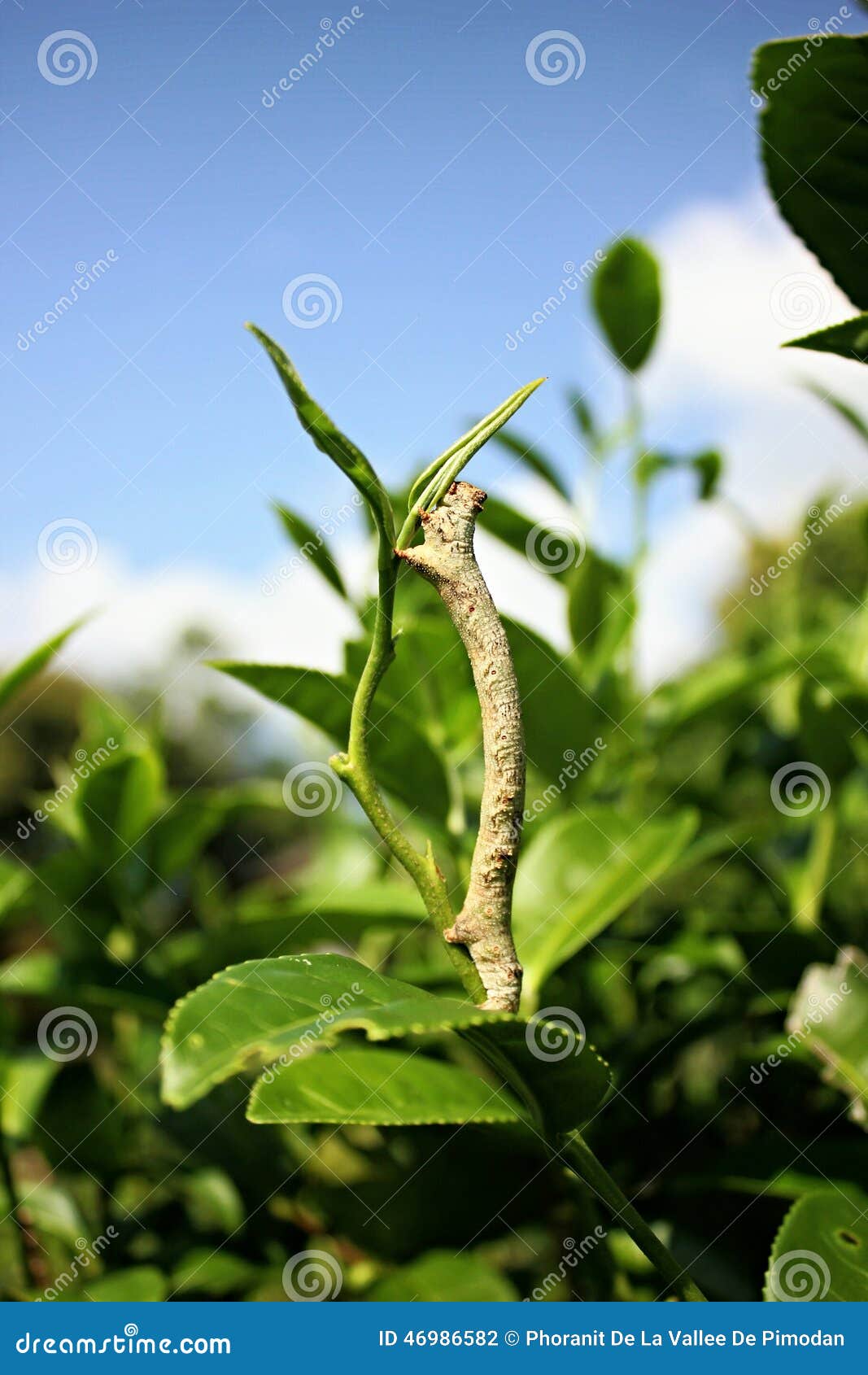 Pest in tea garden. stock photo. Image of leif, green - 46986582