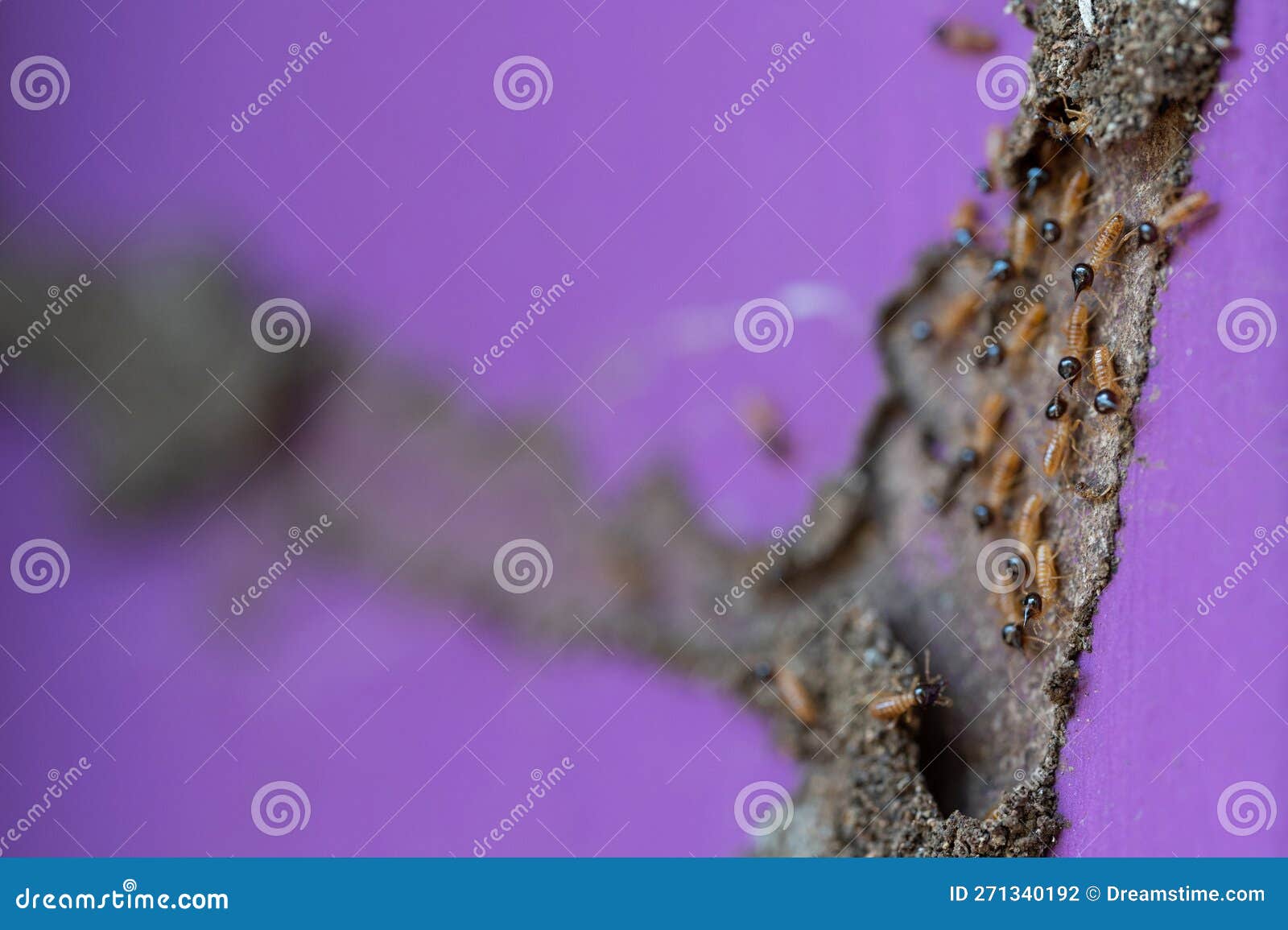 Pest termite insect theme stock photo. Image of close - 271340192