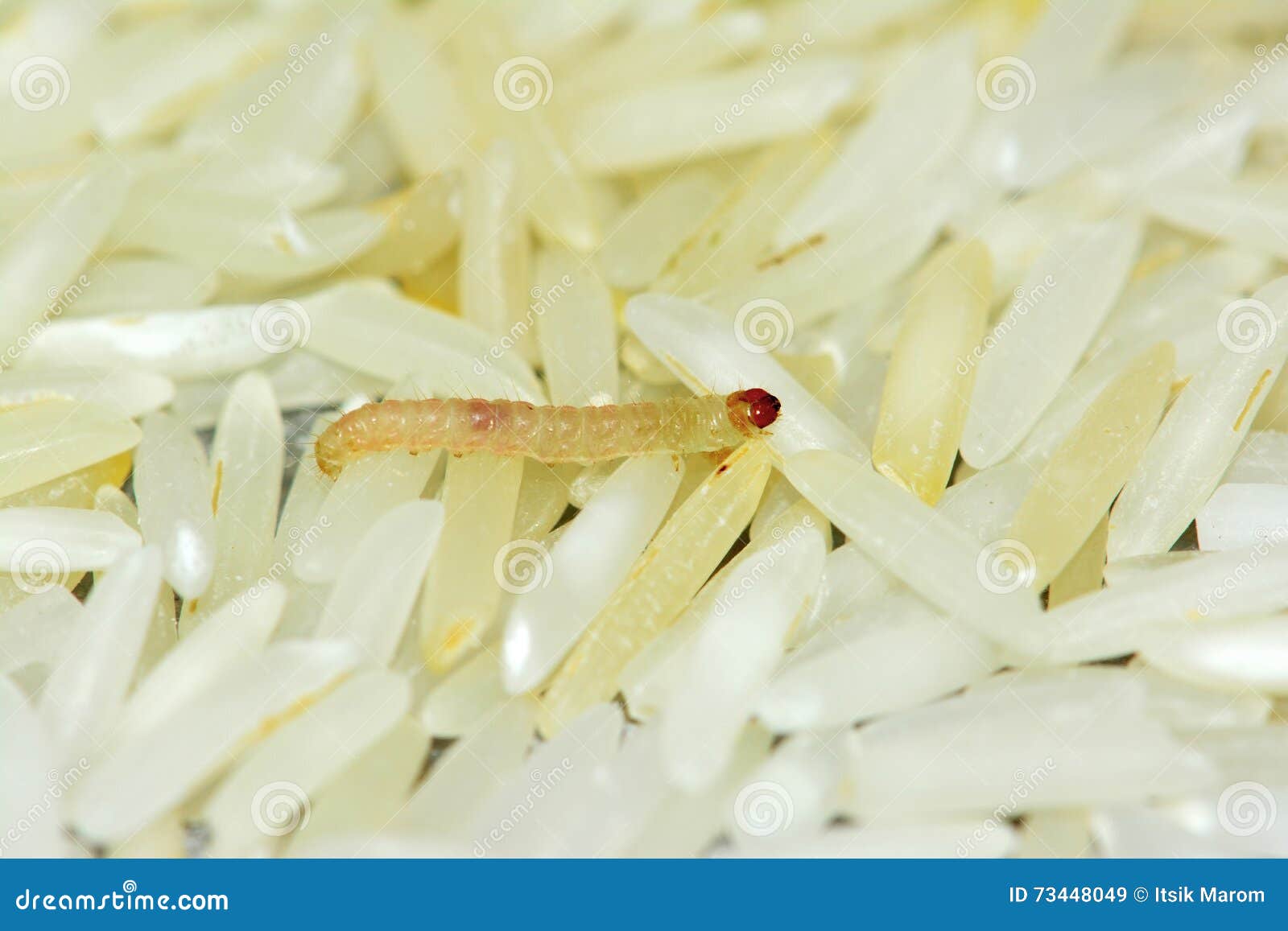 Pest worm on rice stock image. Image of moth, damaged - 73448049