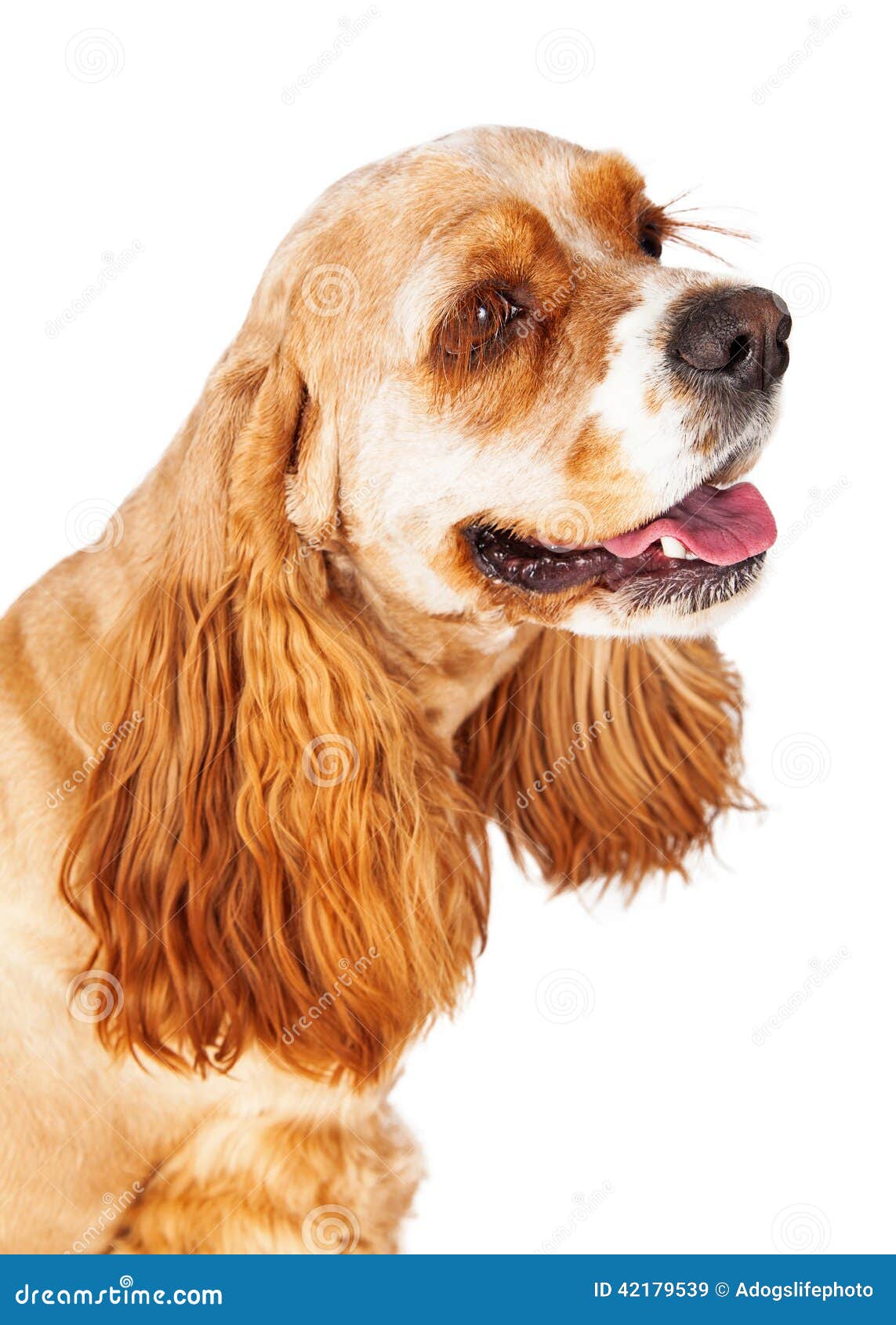 Pestañas Largas De Cocker Spaniel Imagen de archivo - Imagen de copia ...