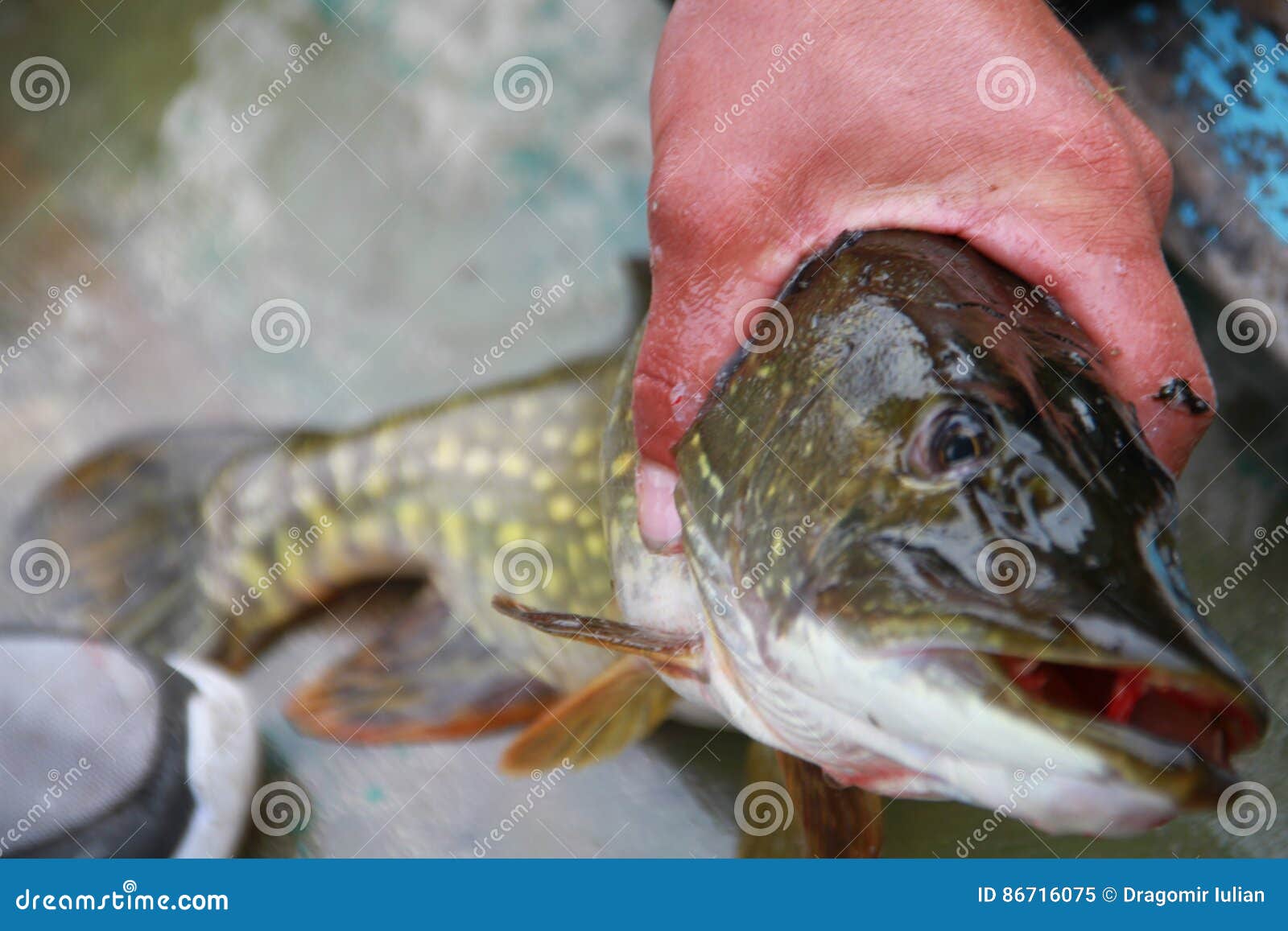 Peste Din Delta Dunarii stock image. Image of pestle - 86716075
