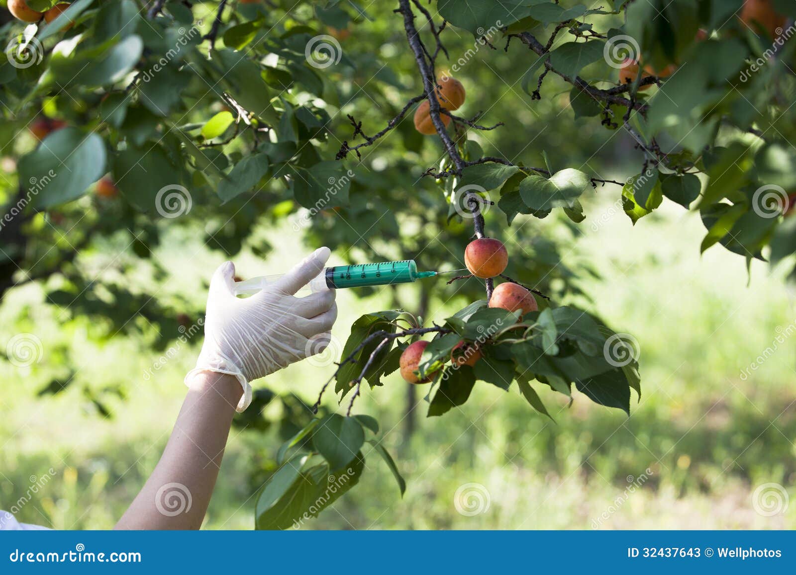 Pesticide Injected in a Fruit Stock Image - Image of agriculture ...