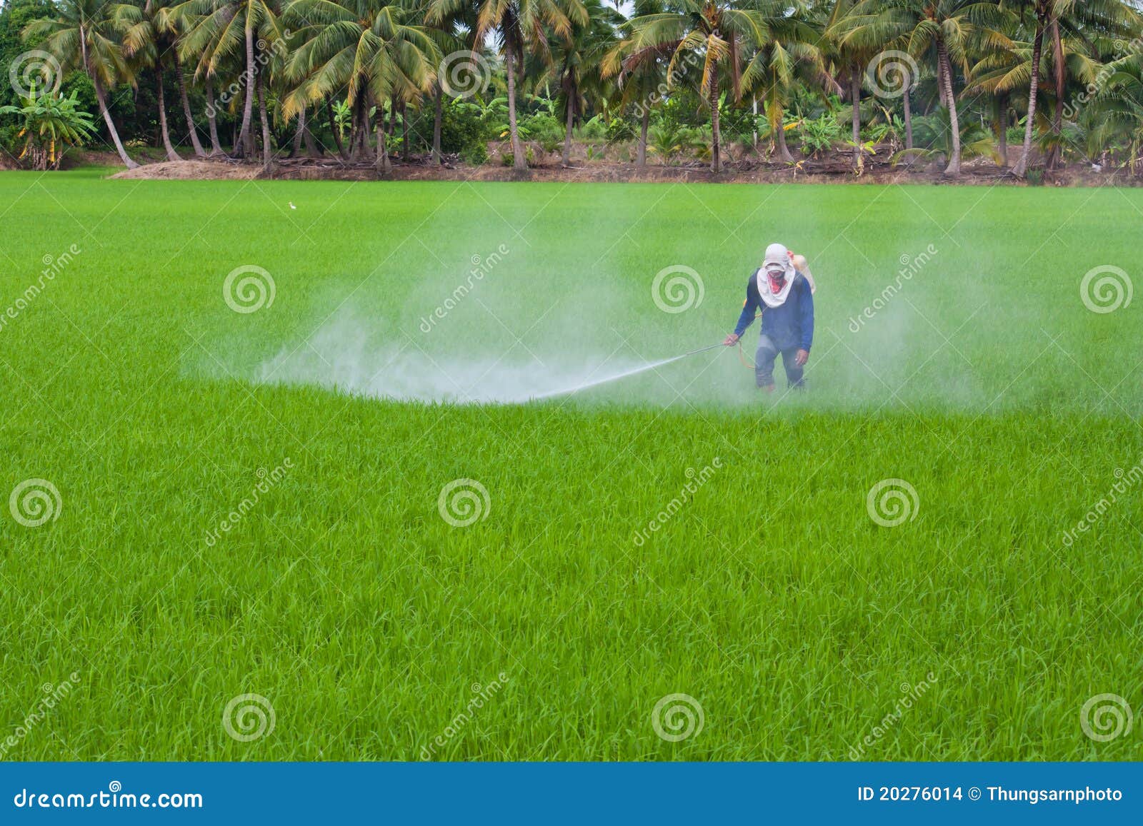 Pesticide on rice field stock photo. Image of summer - 20276014