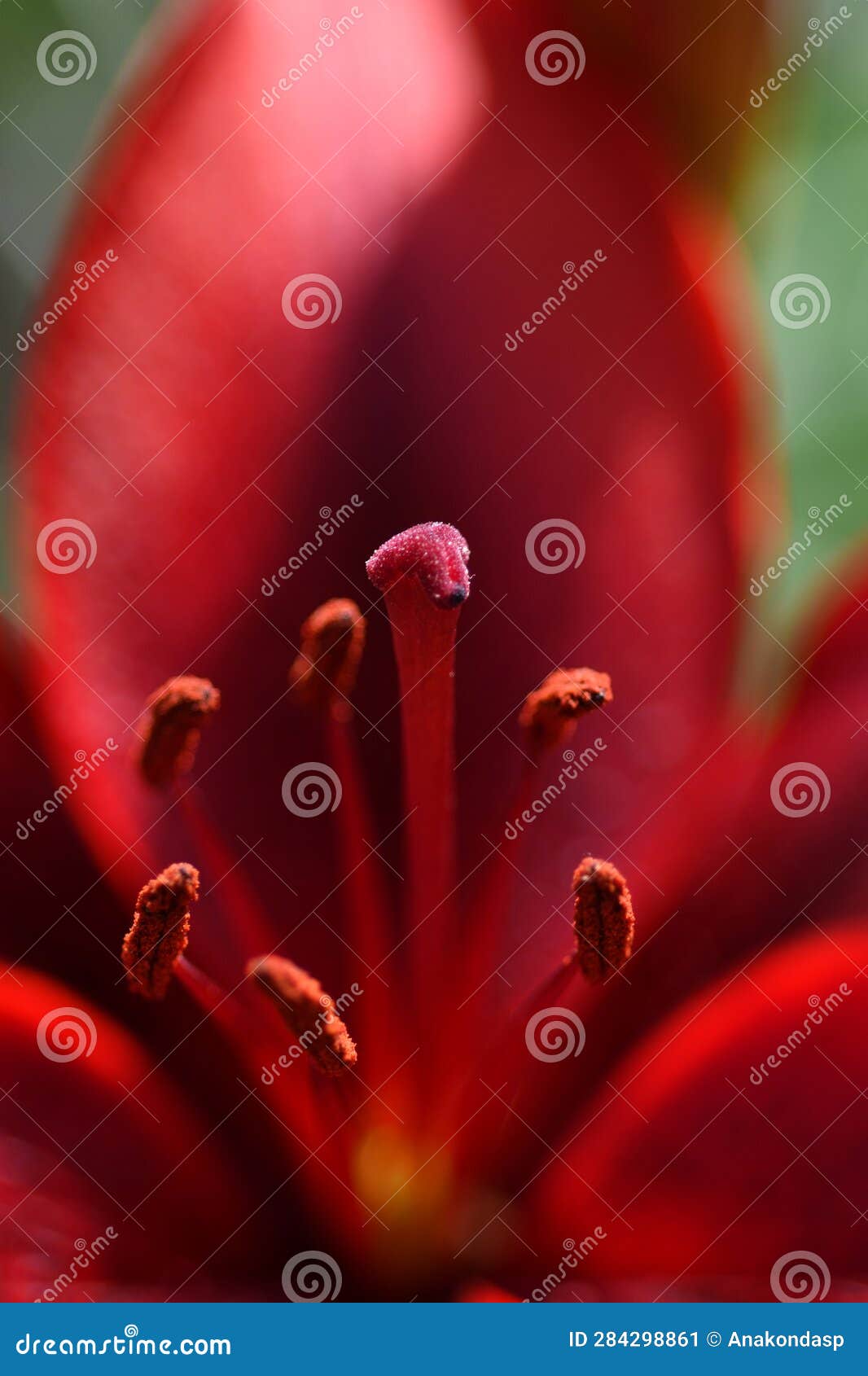 Pestle and Stamens of Beautiful Deep Red Lily. Extreme Macro Stock ...