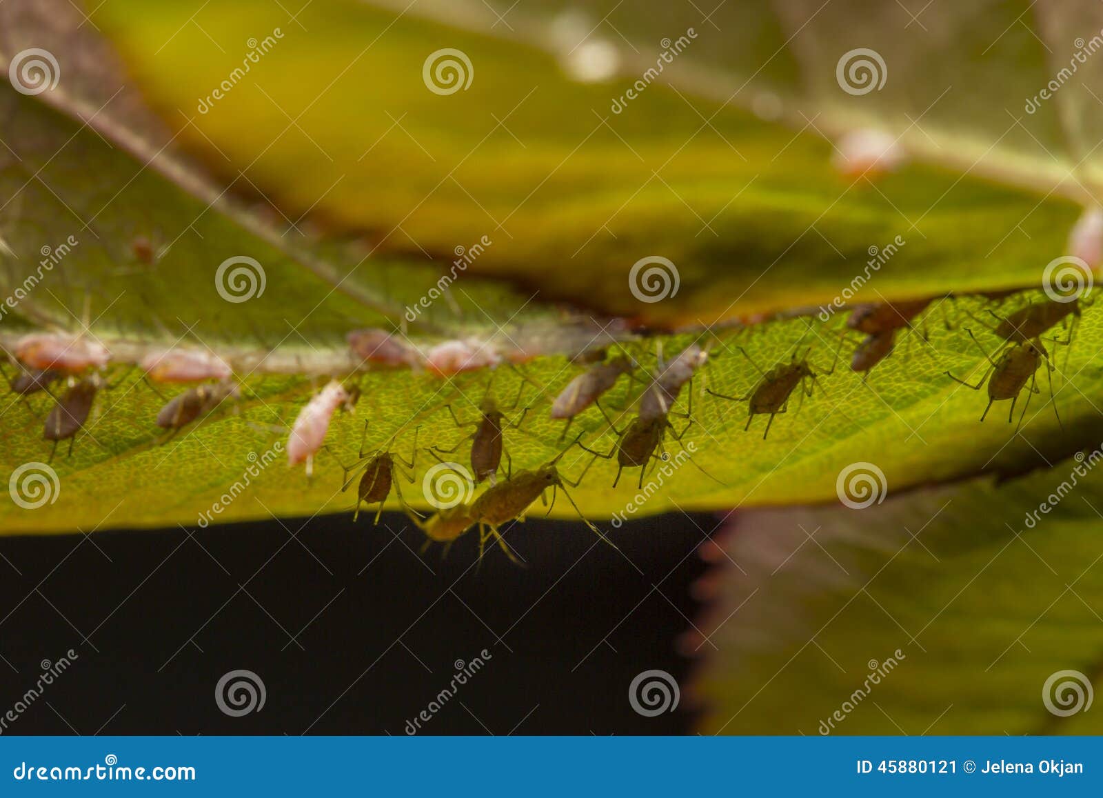 Aphids Are Parasites On The Bark Of A Tree. Stock Photography ...